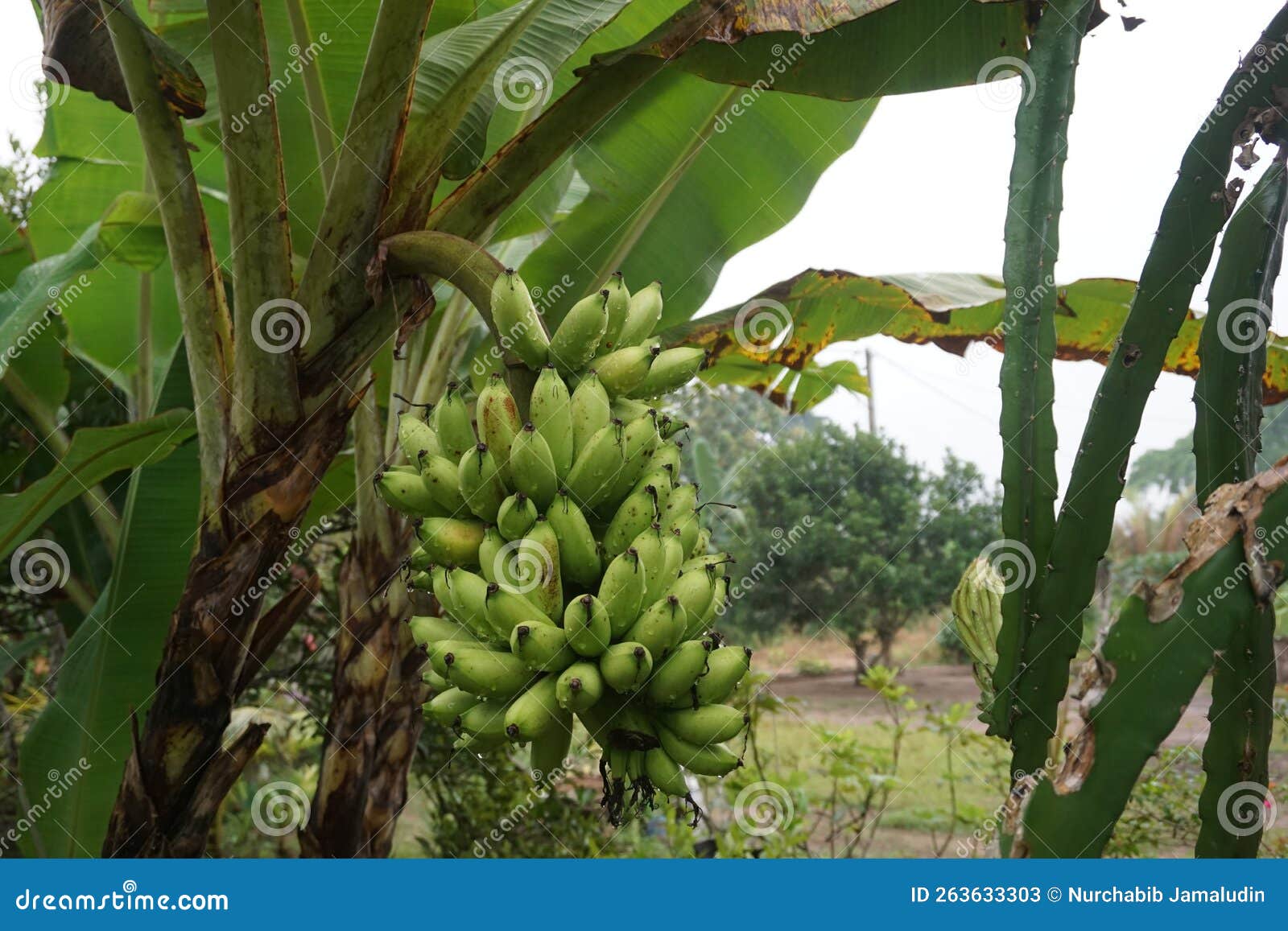Banana on the tree stock image. Image of green, fruit - 263633303