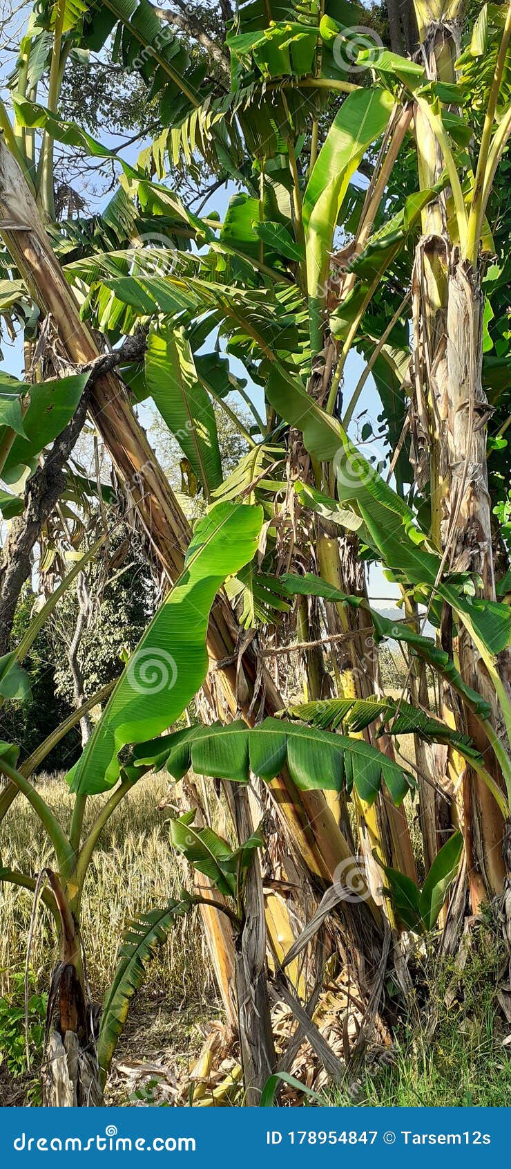 Banana tree India stock image. Image of green, banana - 178954847