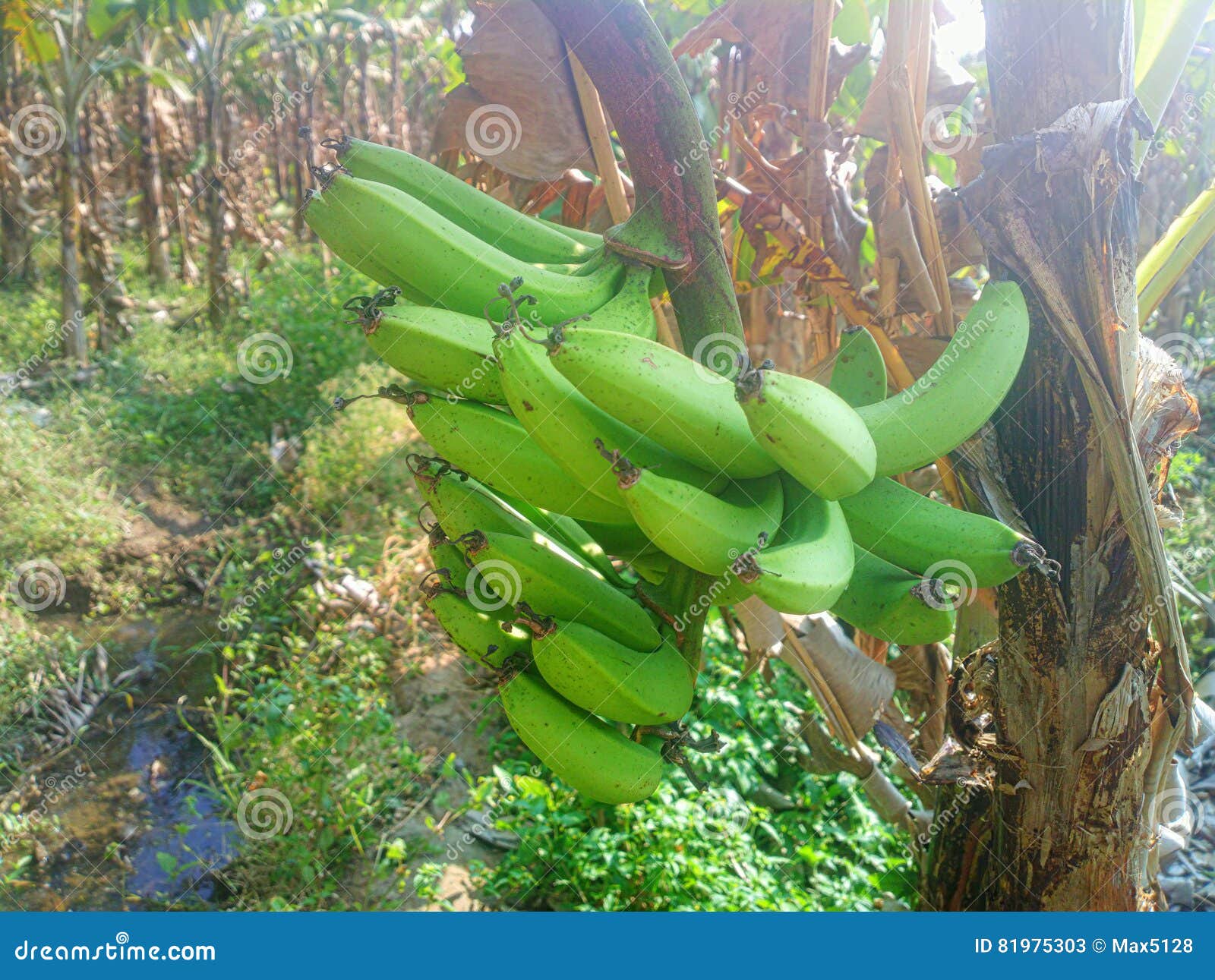 Banana tree stock image. Image of leaf, dessert, herbaceous - 81975303