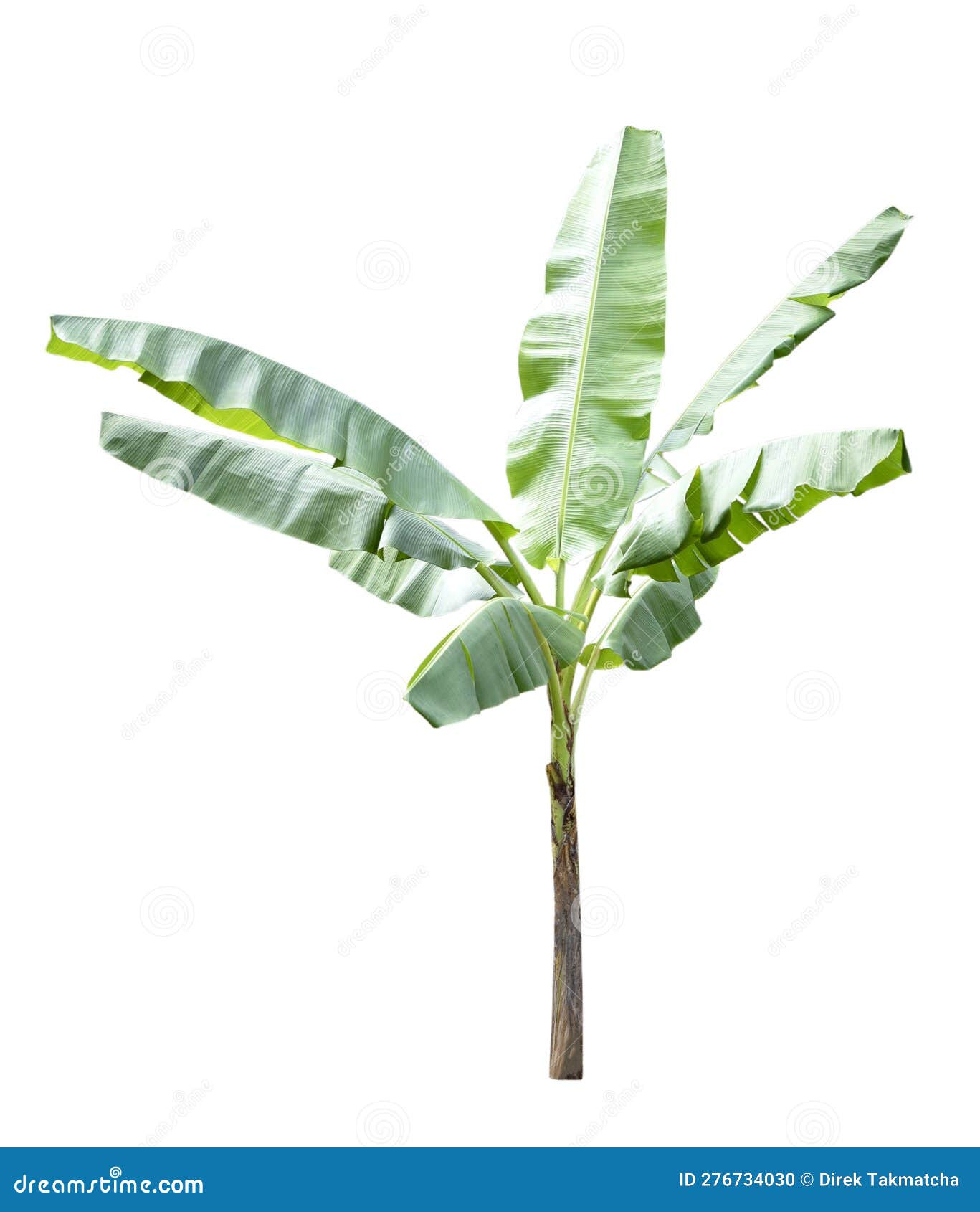 Banana tree isolated stock photo. Image of isolated - 276734030