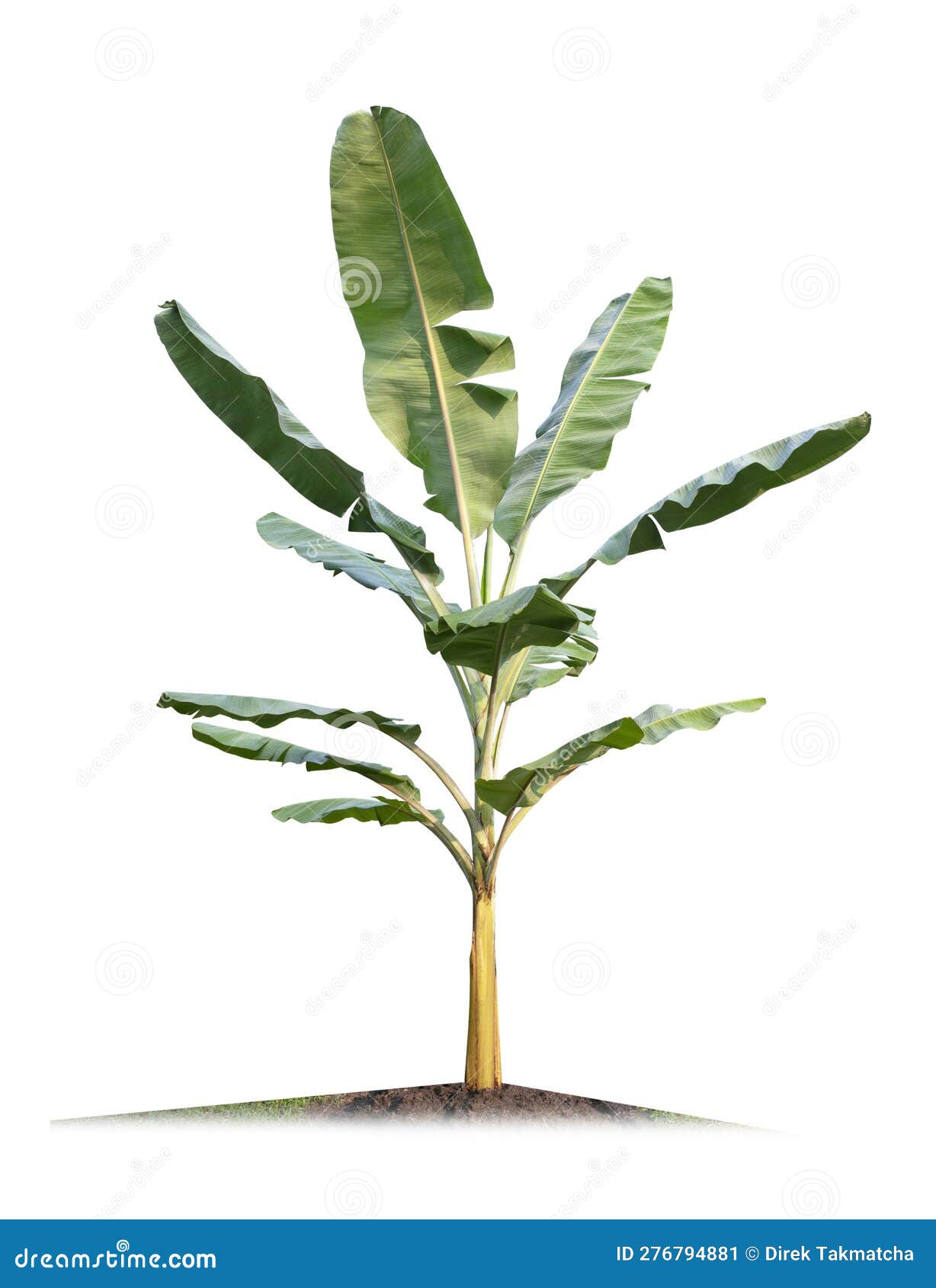 Banana tree isolated stock image. Image of growth, outdoor - 276794881