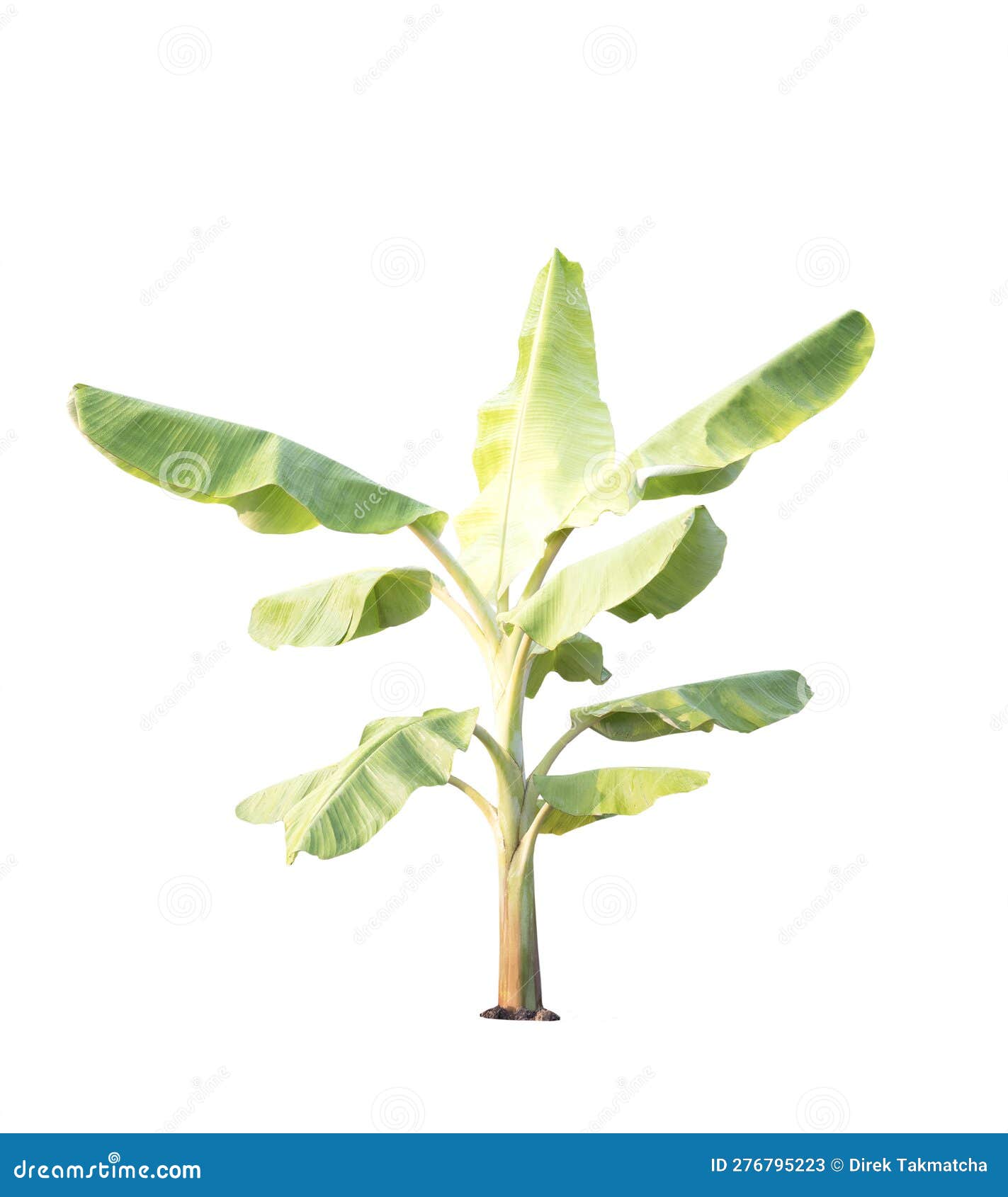 Banana tree isolated stock image. Image of white, garden - 276795223