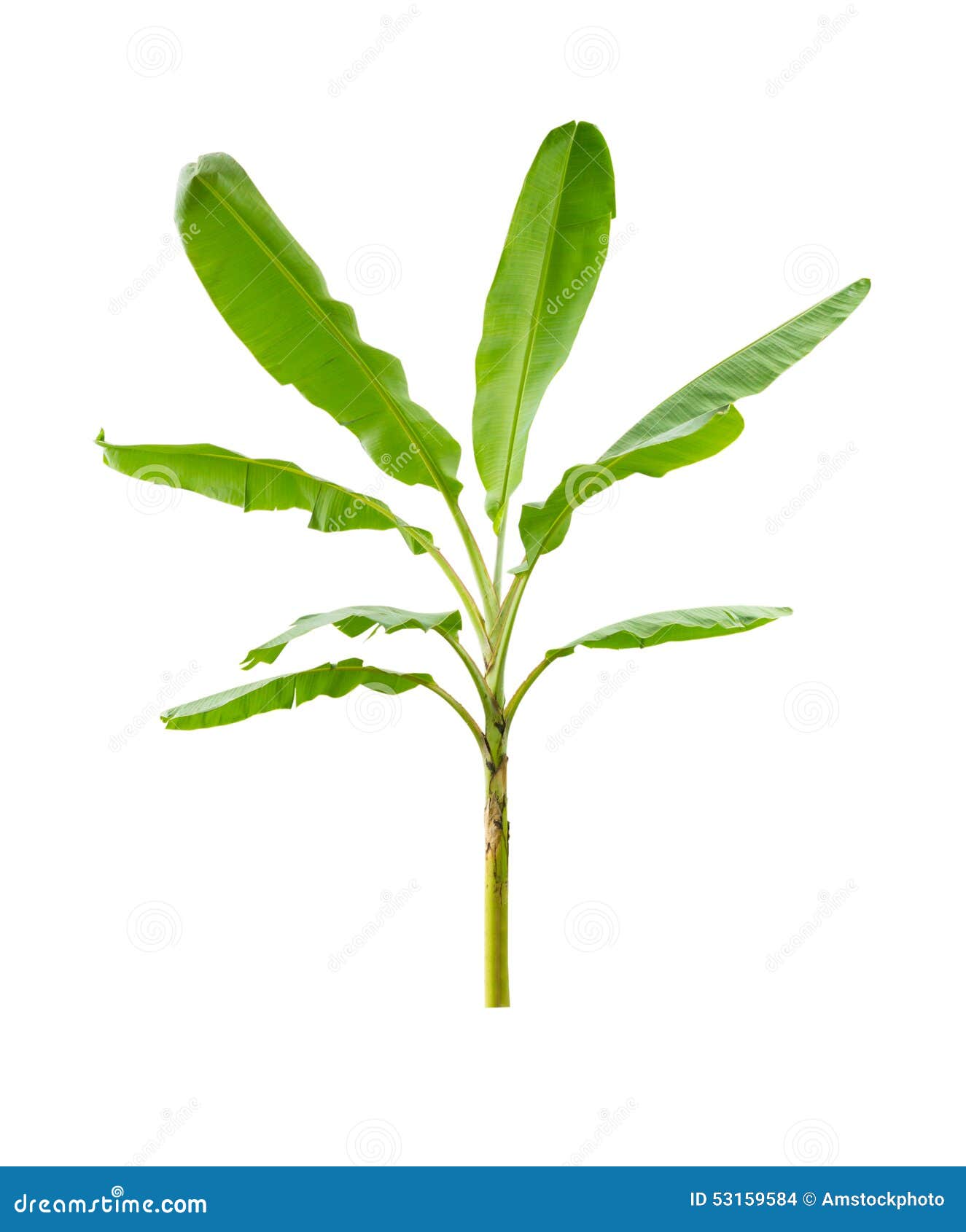 Banana Tree Isolated on White Background Stock Photo - Image of single ...