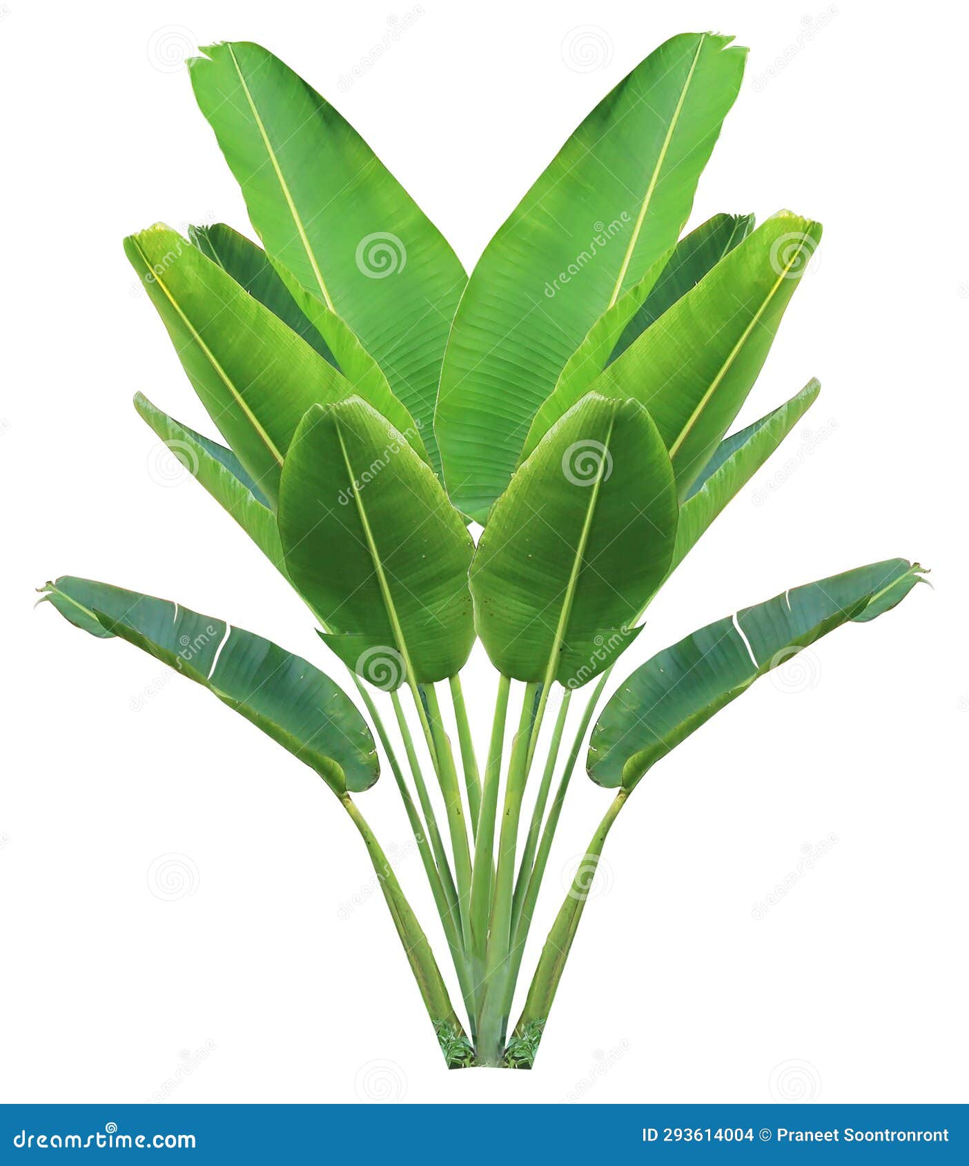 Banana tree and leaf stock photo. Image of grow, nature - 293614004