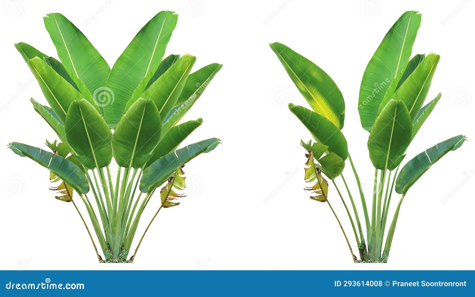 Banana tree and leaf stock photo. Image of nature, branch - 293614008