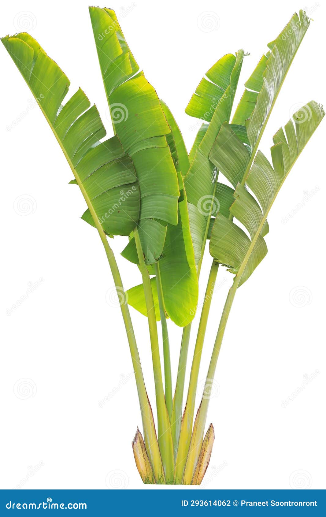 Banana tree and leaf stock photo. Image of foliage, growth - 293614062