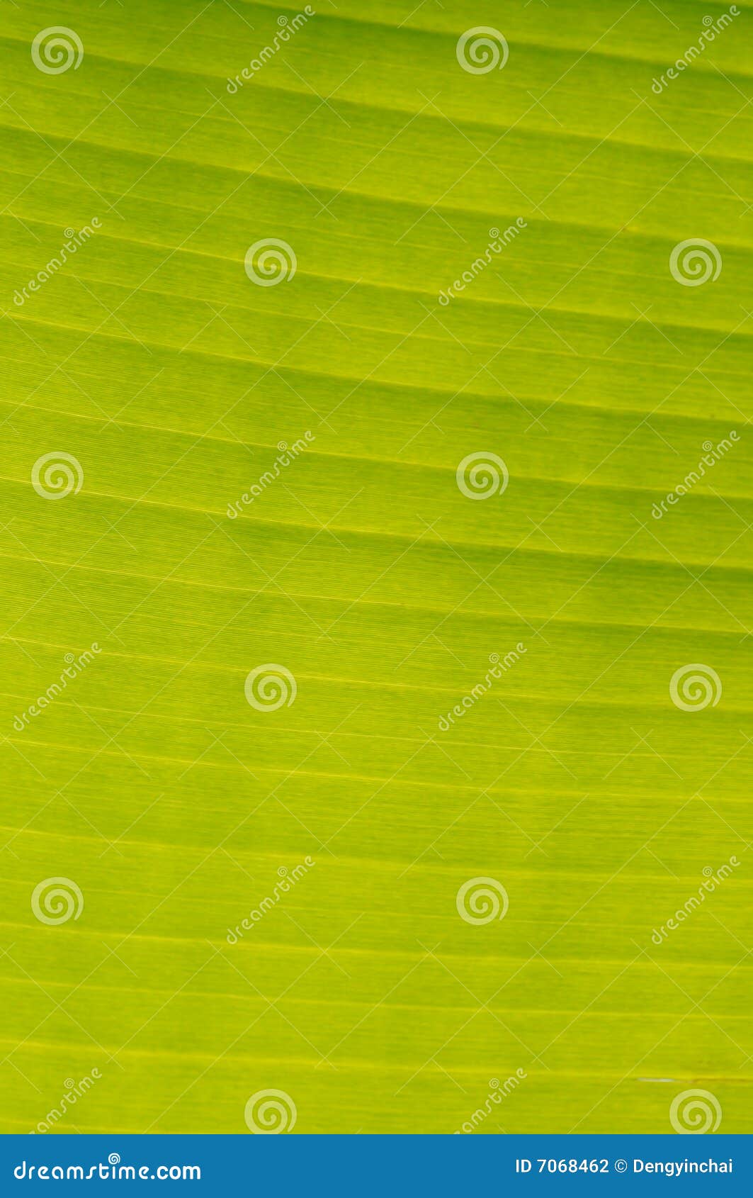 Banana tree leave stock photo. Image of background, green - 7068462