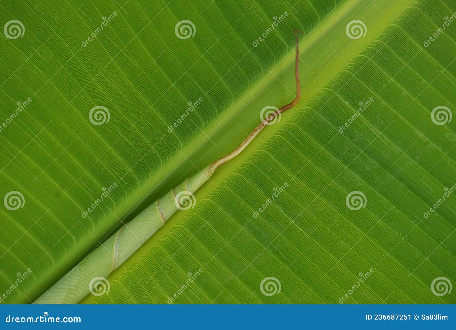 Banana Tree Leave Abstract Background Stock Image - Image of branch ...
