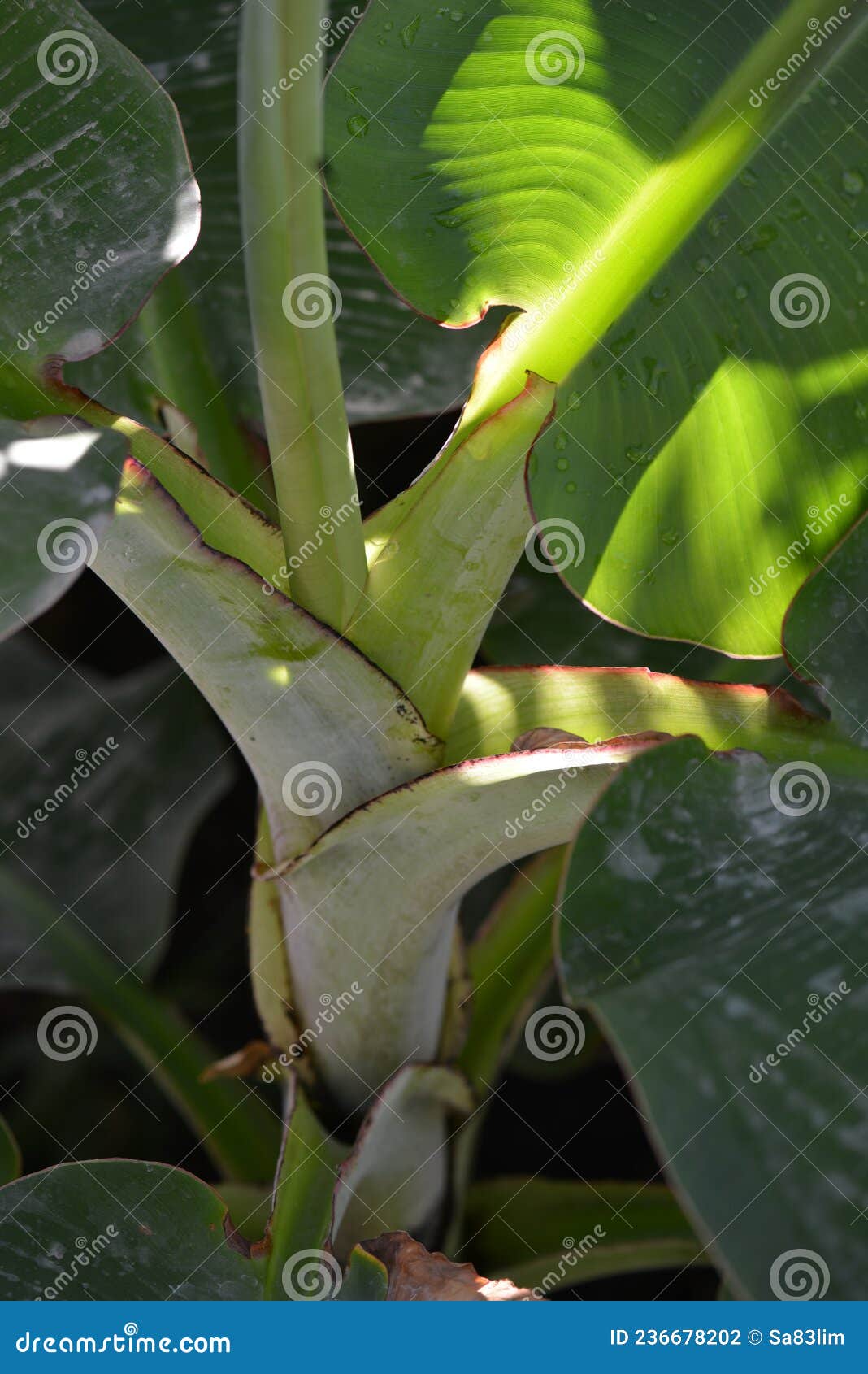 Banana tree leaves stock photo. Image of tree, branch - 236678202