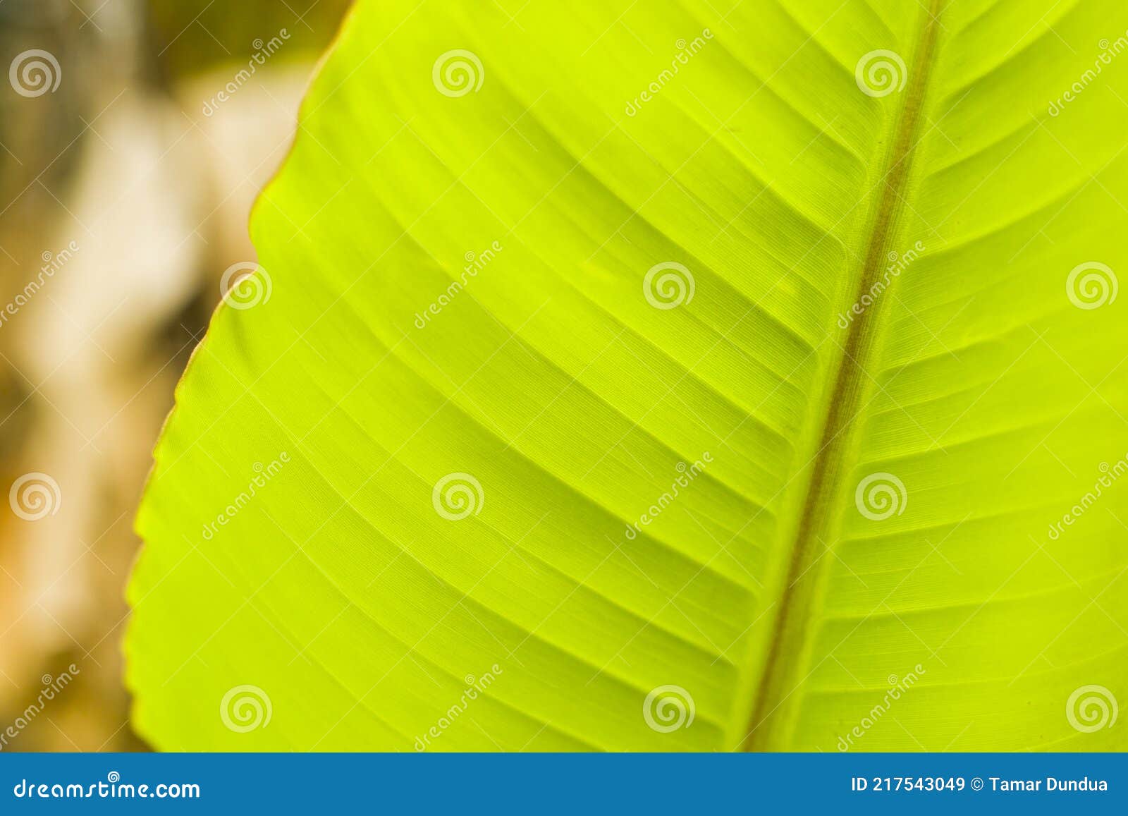 Banana Tree Leave Background, Green Nature Stock Image - Image of ...