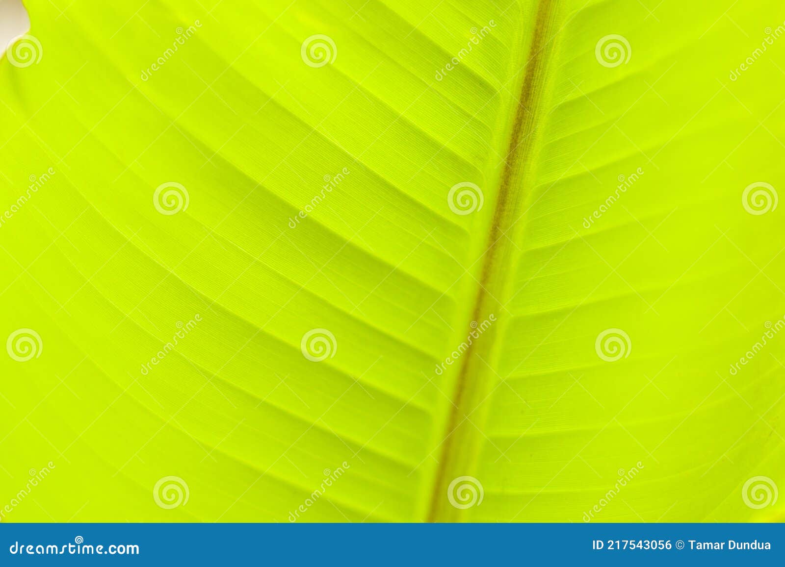 Banana Tree Leave Background, Green Nature Stock Photo - Image of ...