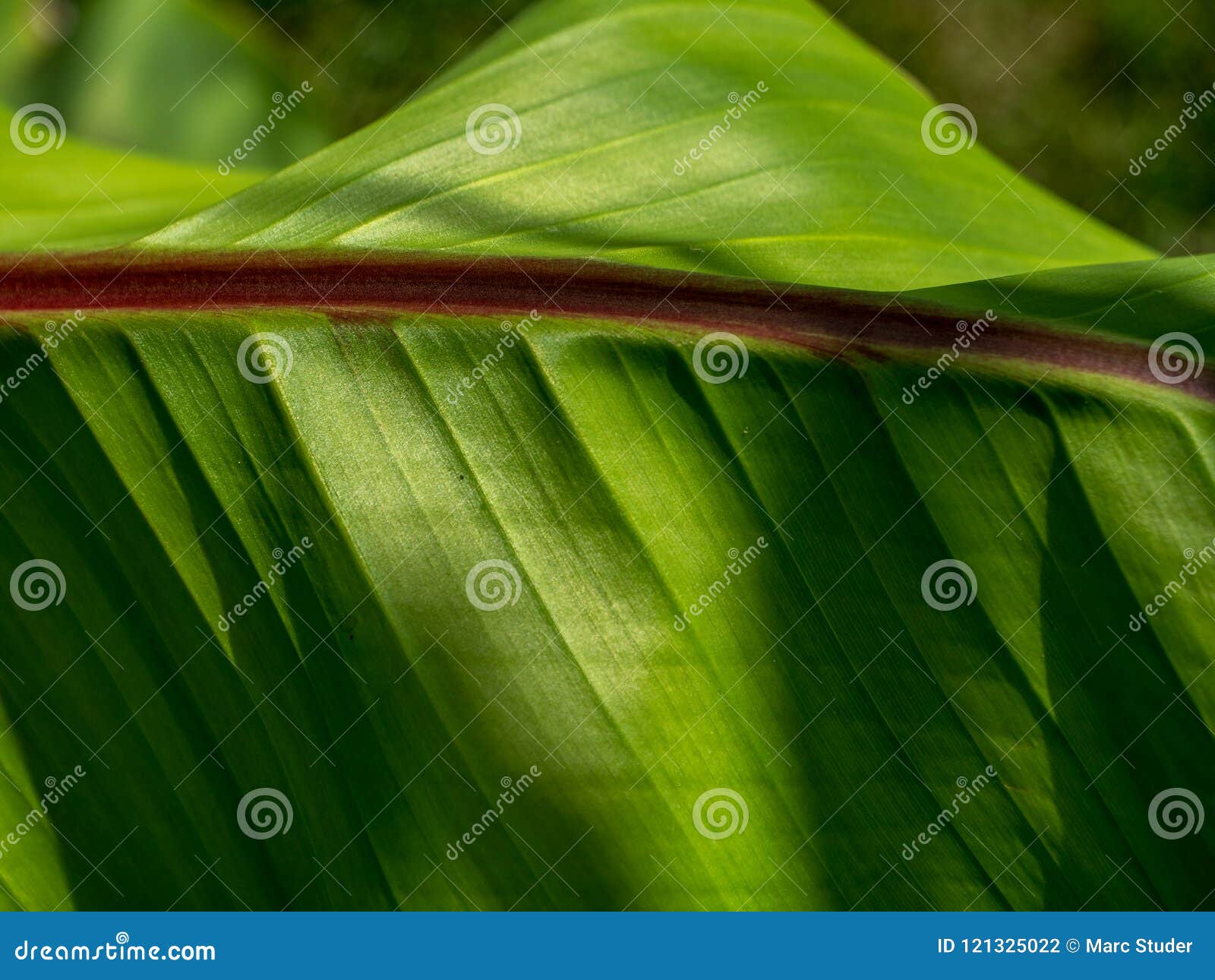 Banana Tree Leave Close Up Texture Background Stock Photo ...