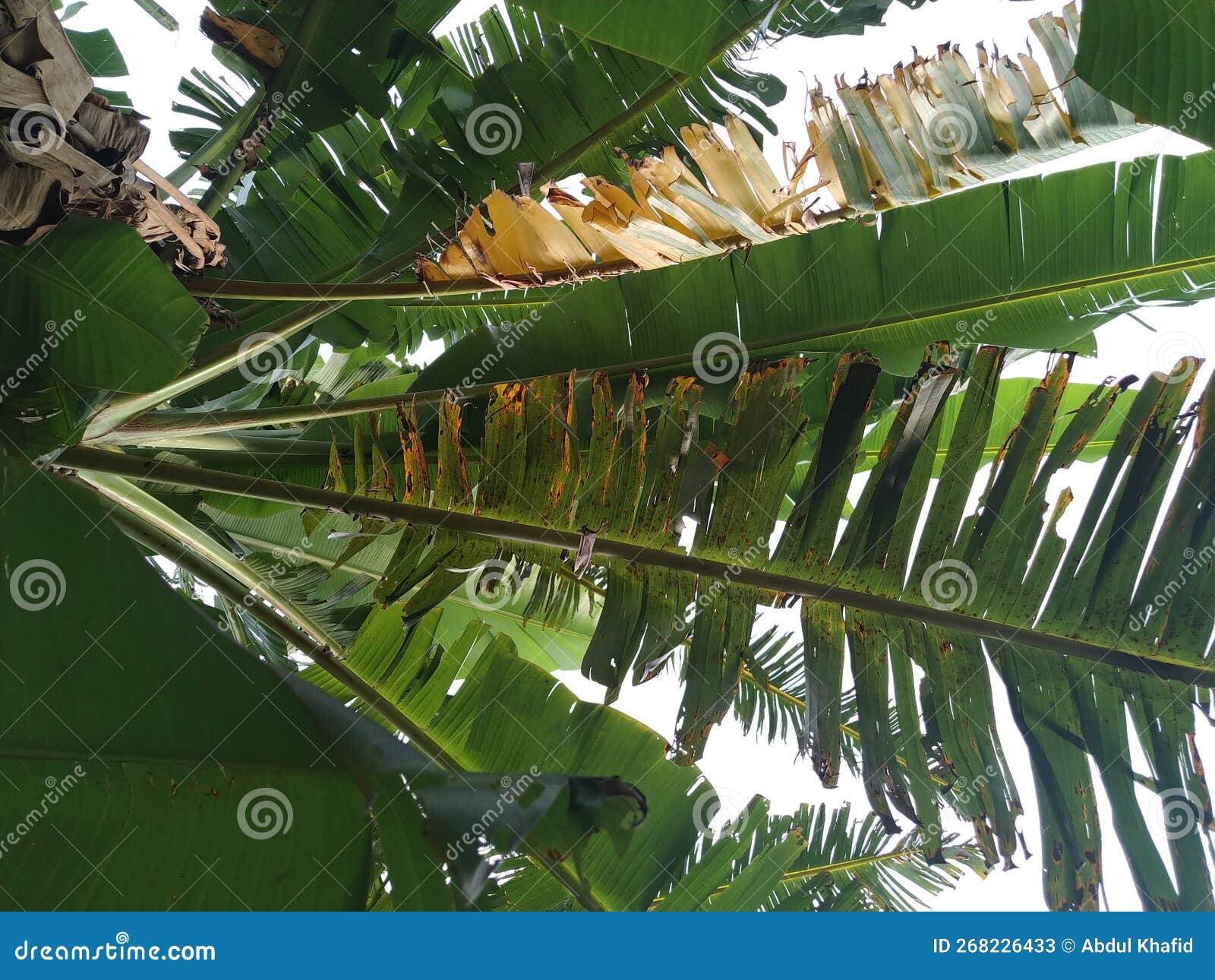 Banana Tree Leaves stock image. Image of forest, plant - 268226433