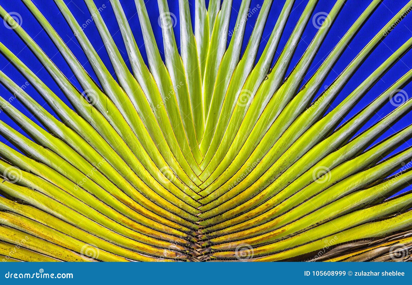Banana Tree Leaves Sharp and Colour Stock Image - Image of beautiful ...