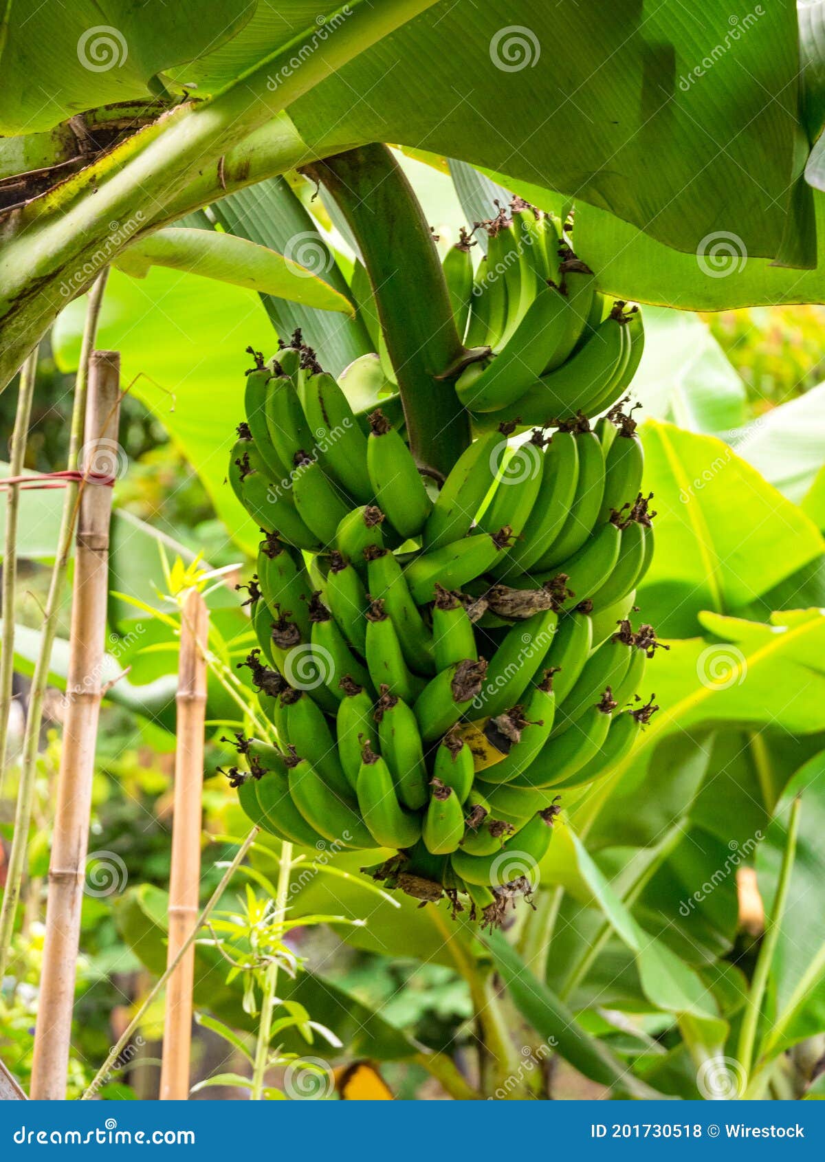 Banana Tree (Musa Acuminata) in a Garden Stock Photo - Image of green ...