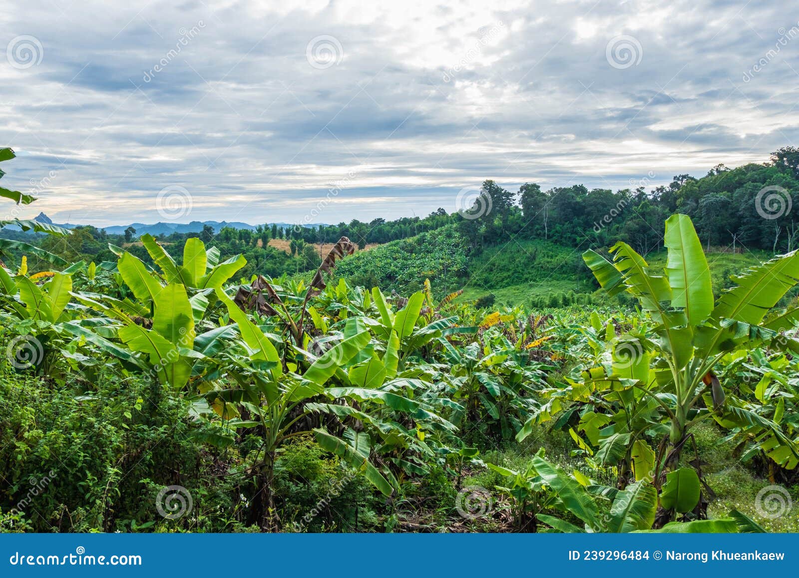 Banana Tree and Nature Landscape Stock Photo - Image of line, fresh ...