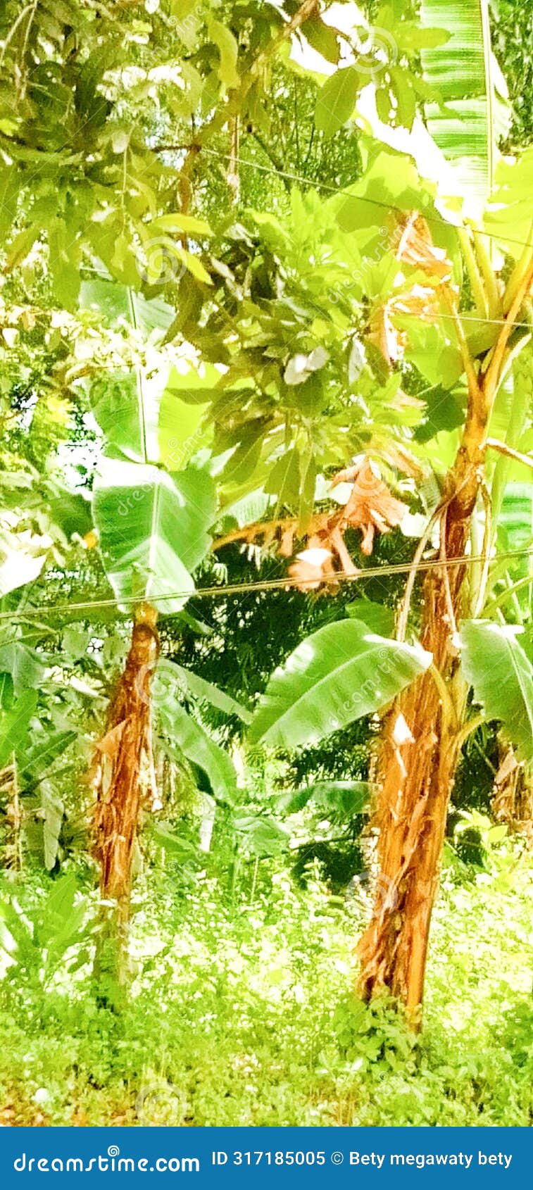 A Banana Tree with No Fruit on Its Trunk Stock Image - Image of trunk ...