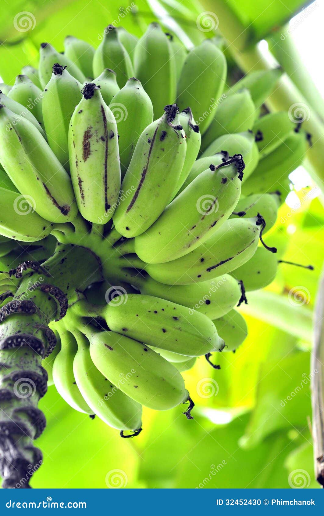 Banana on tree stock photo. Image of growth, crop, farm - 32452430