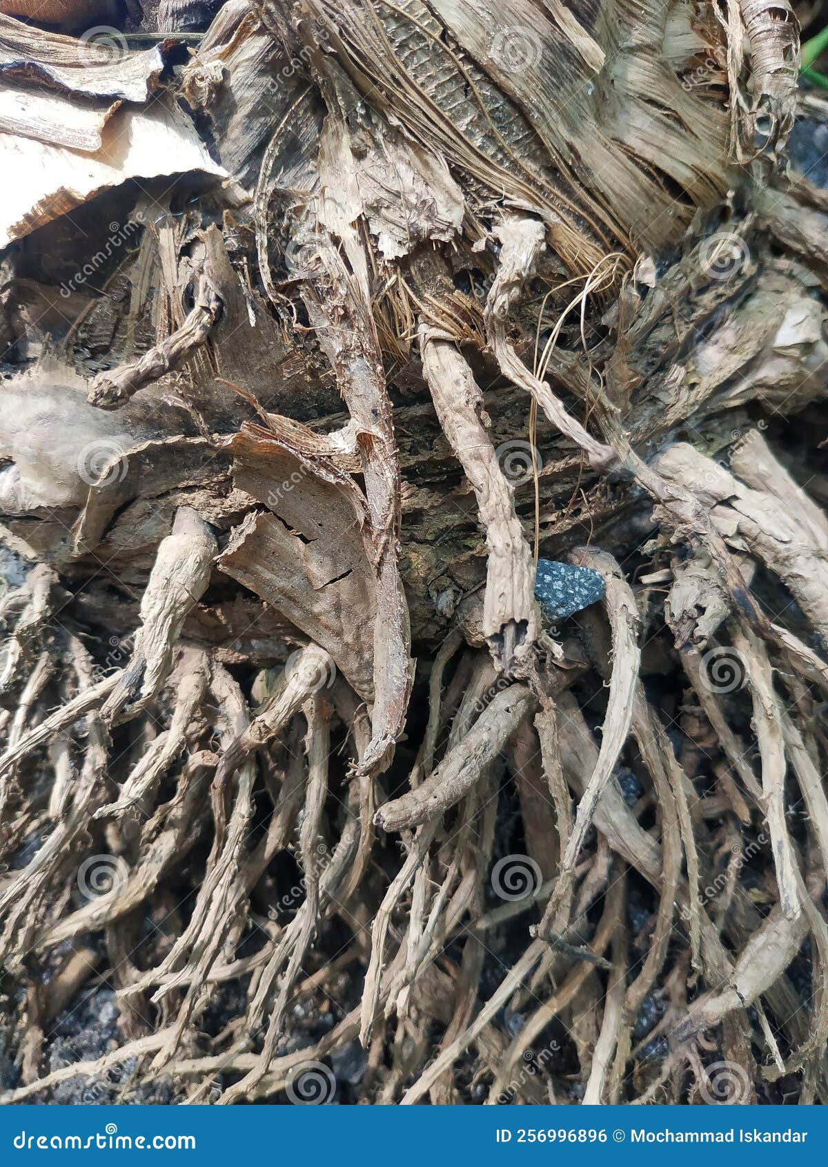 Banana tree old root stock photo. Image of frost, plant - 256996896