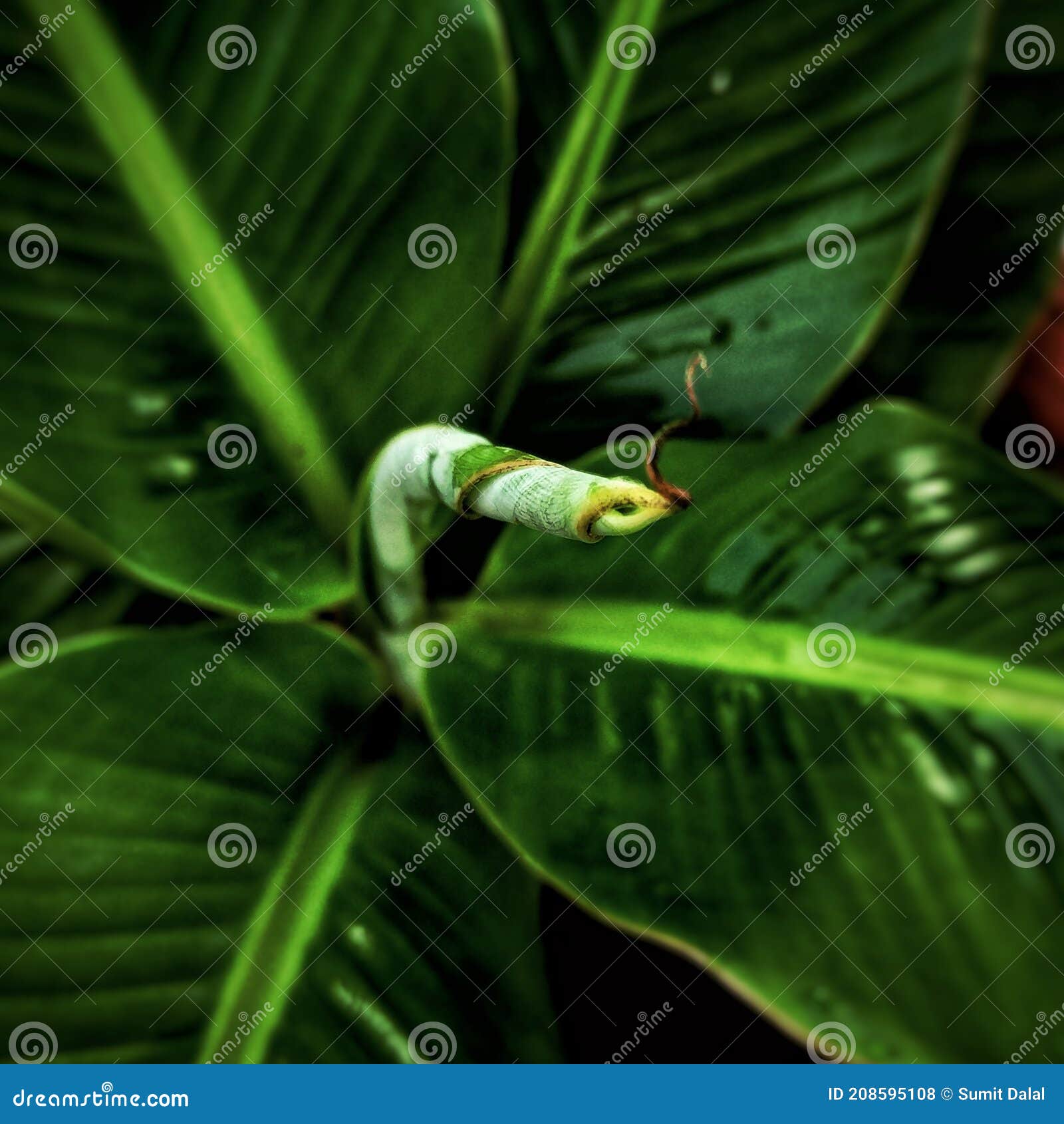 Banana Tree in Panjari, Nagpur 26 January 2021 Stock Photo - Image of ...