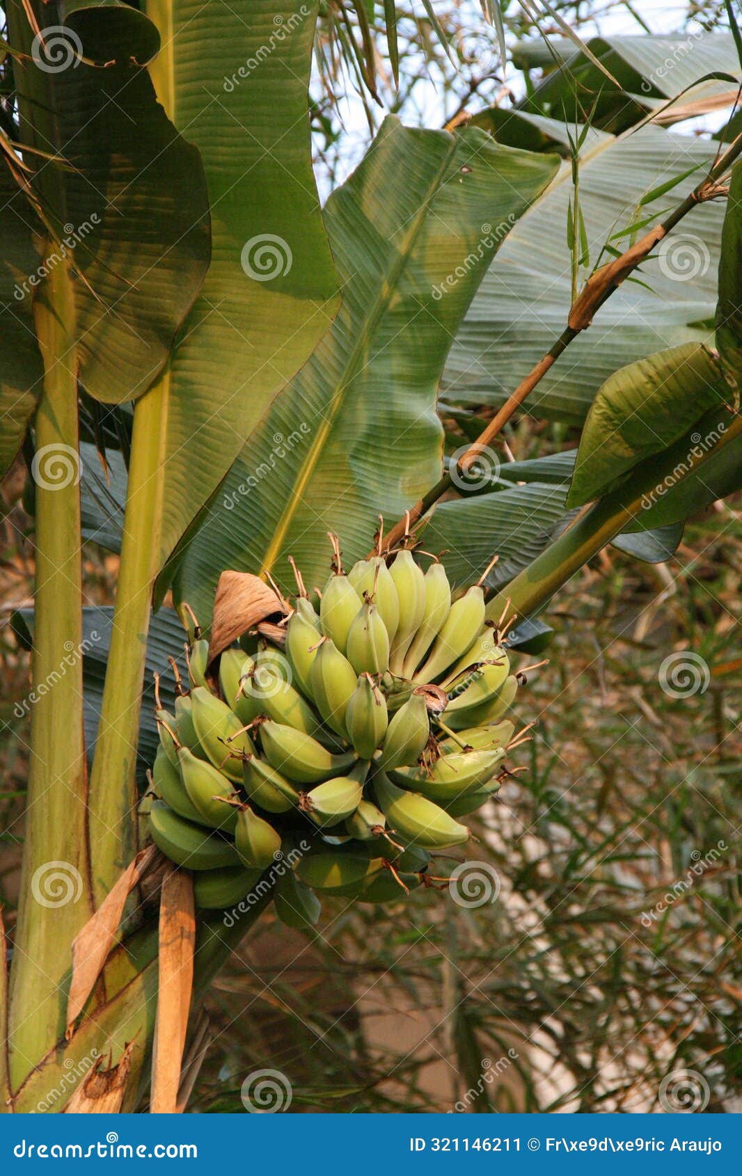 Banana Tree in a Park in Hue - Vietnam Stock Image - Image of foliage ...