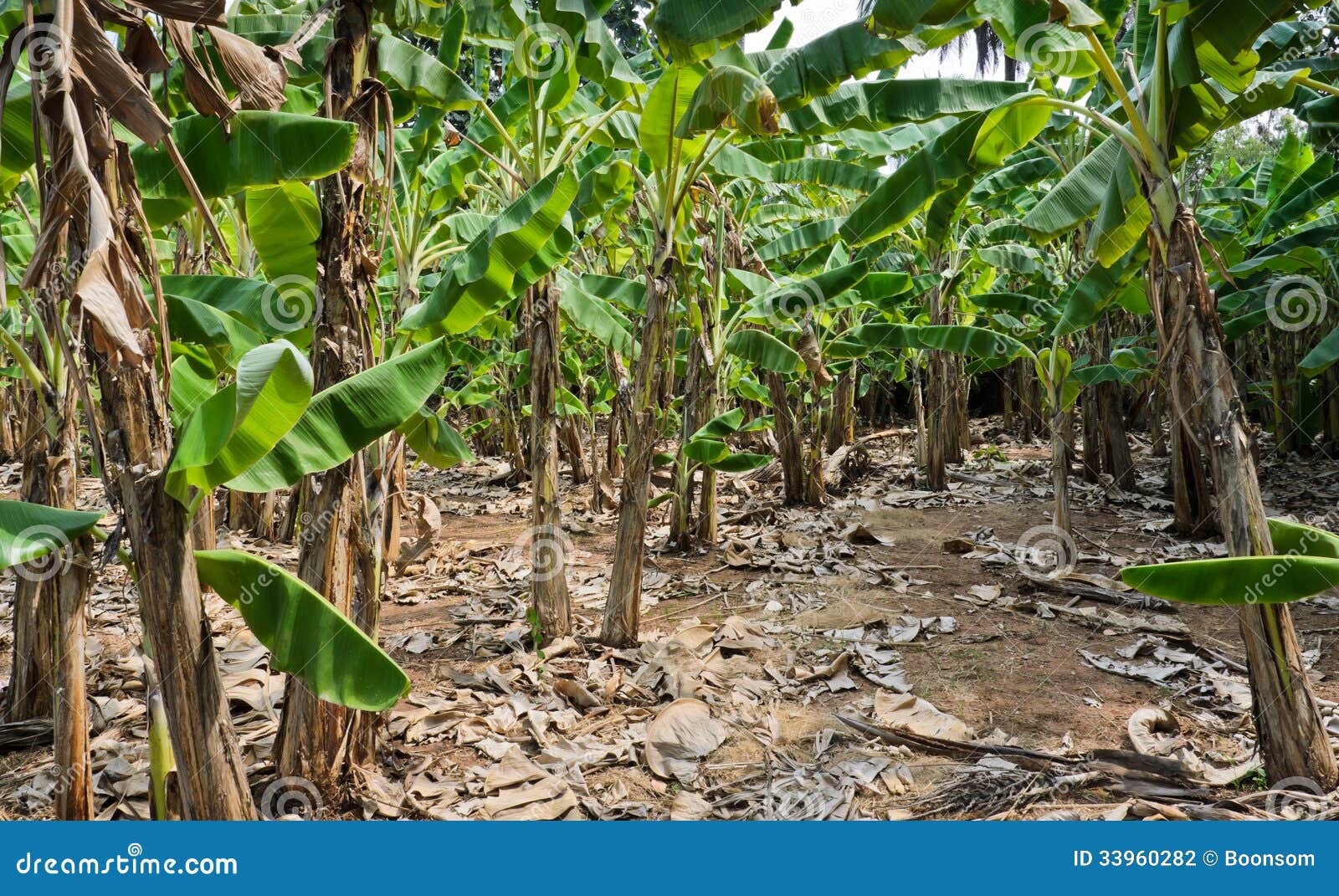 Banana tree plantation stock photo. Image of agriculture - 33960282