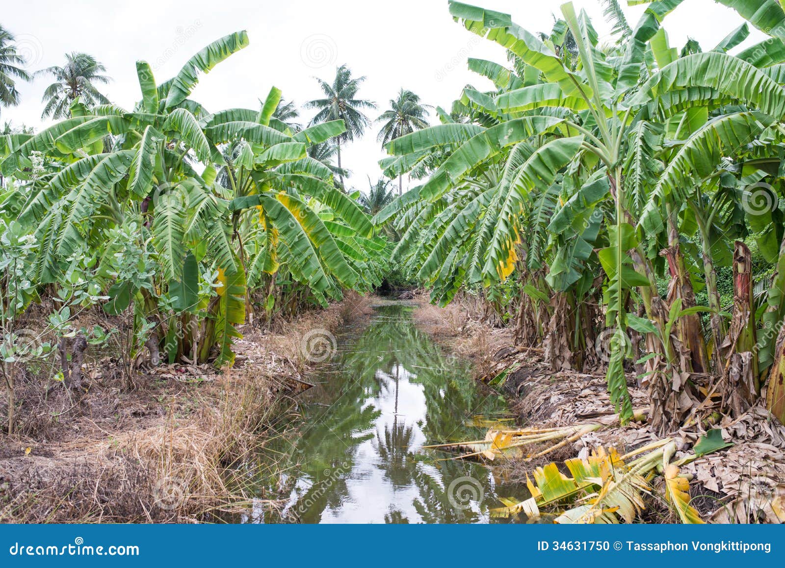 Banana tree plantation stock photo. Image of grow, plant - 34631750