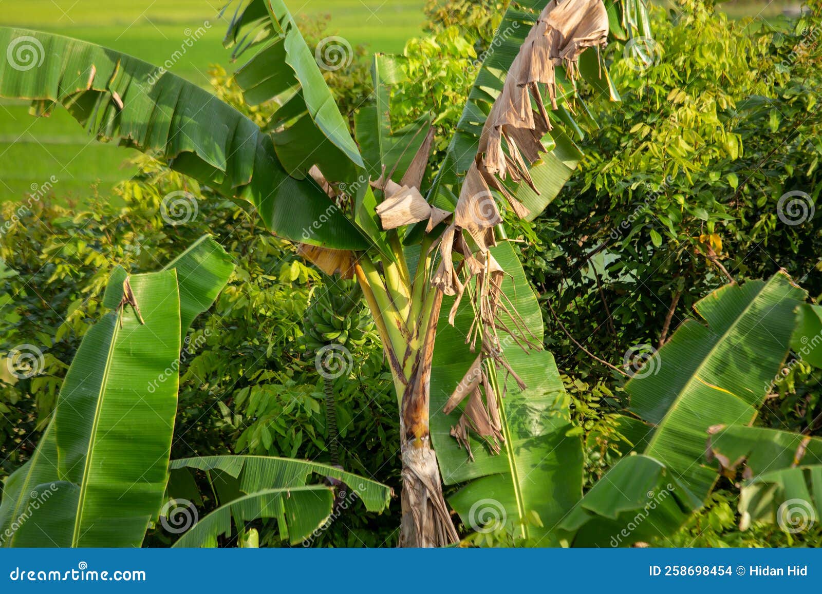 A Banana Tree with Raw Fruit Stock Photo - Image of trunk, closeup ...