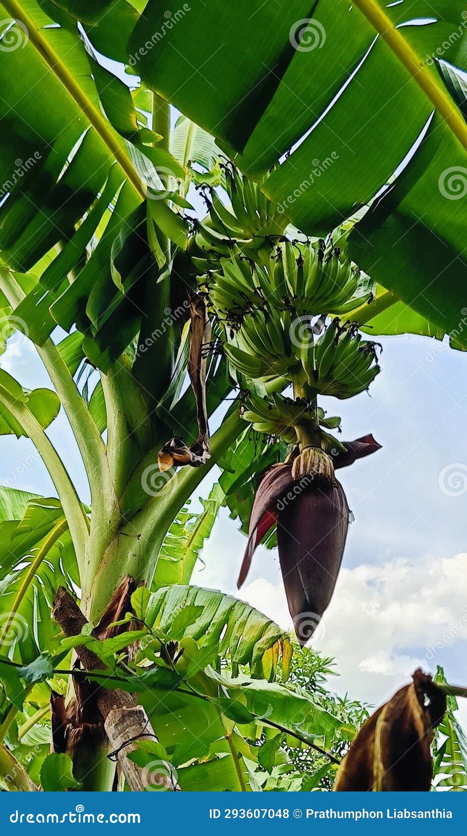 Banana Tree with Ripe Green Bananas and Unripe Bananas Stock Photo ... Banana Tree with Ripe Green Bananas and Unripe Bananas Stock Photo ...