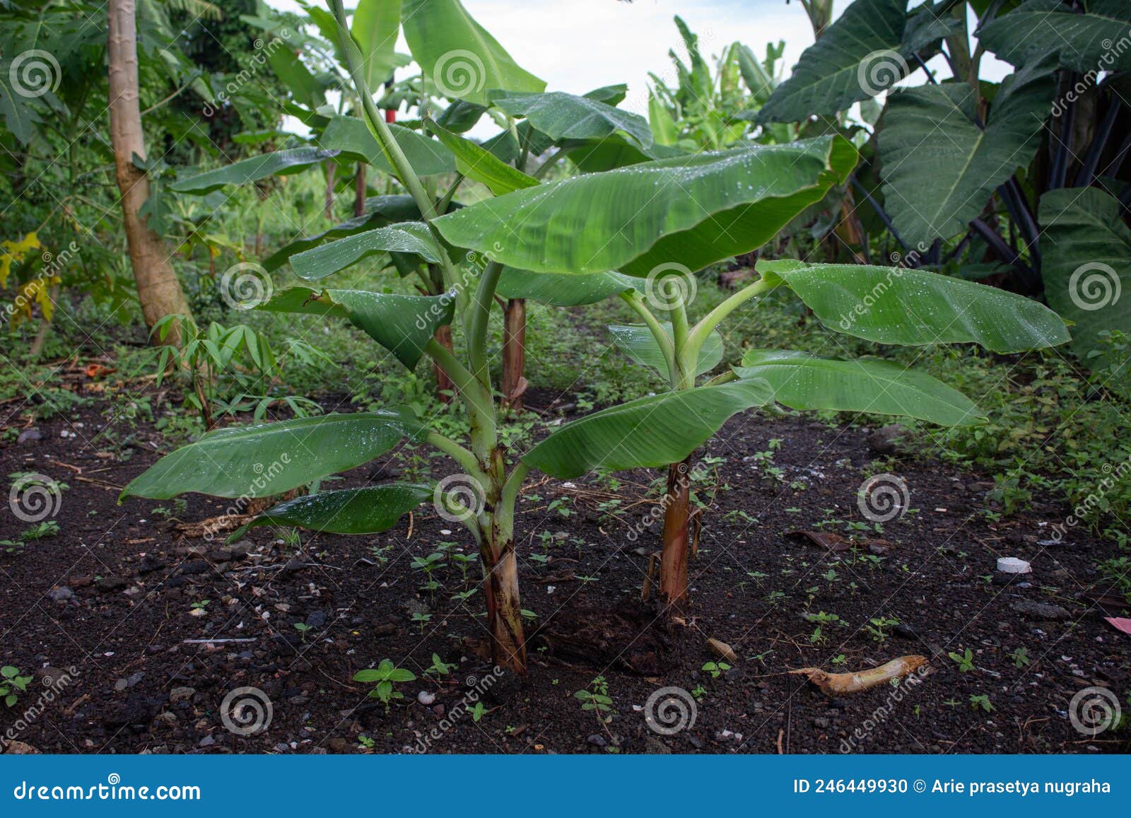 Banana tree shoots stock photo. Image of banana, jungle - 246449930