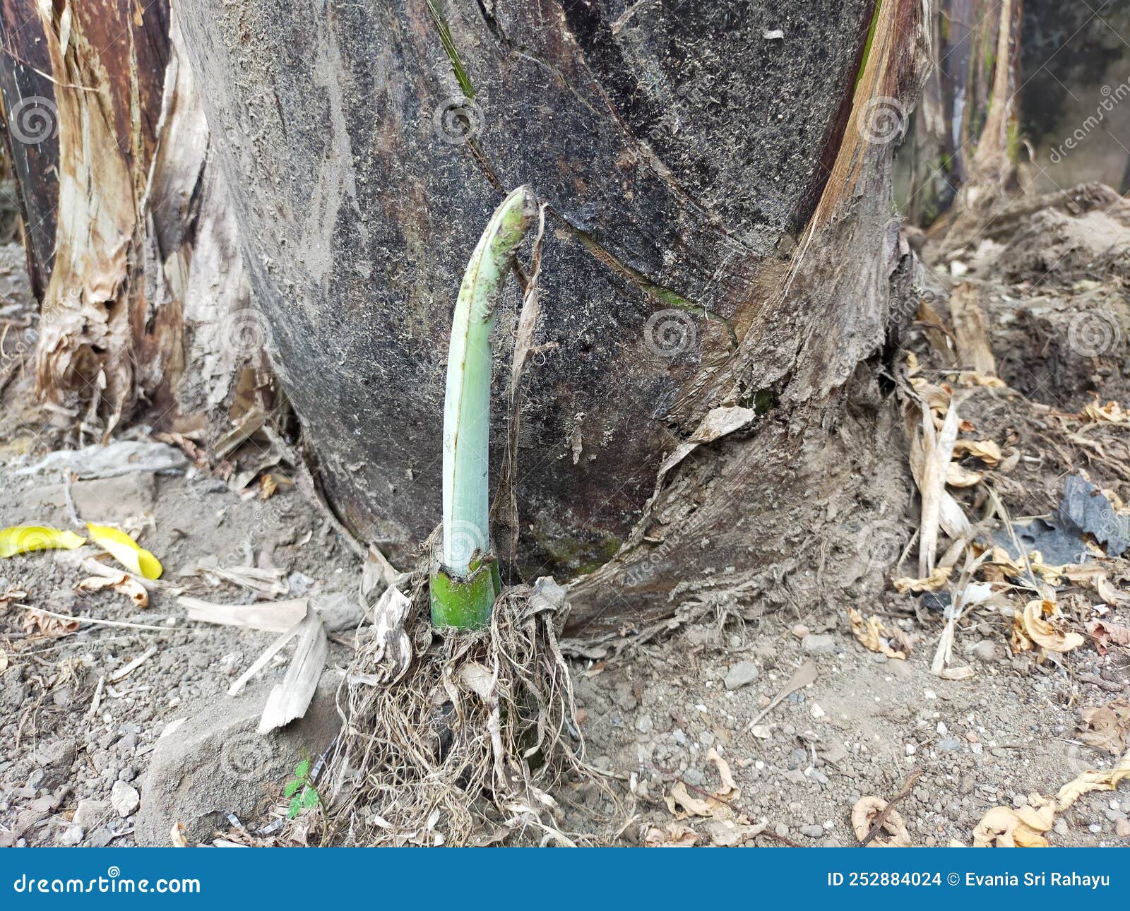 Banana tree shoots stock photo. Image of banana, green - 252884024