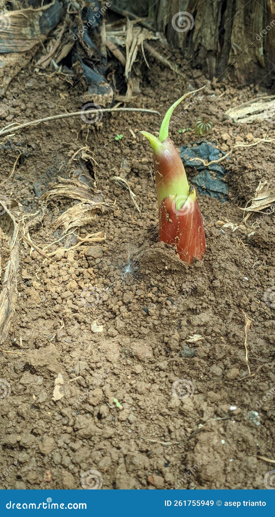Banana tree shoots stock image. Image of food, plant - 261755949