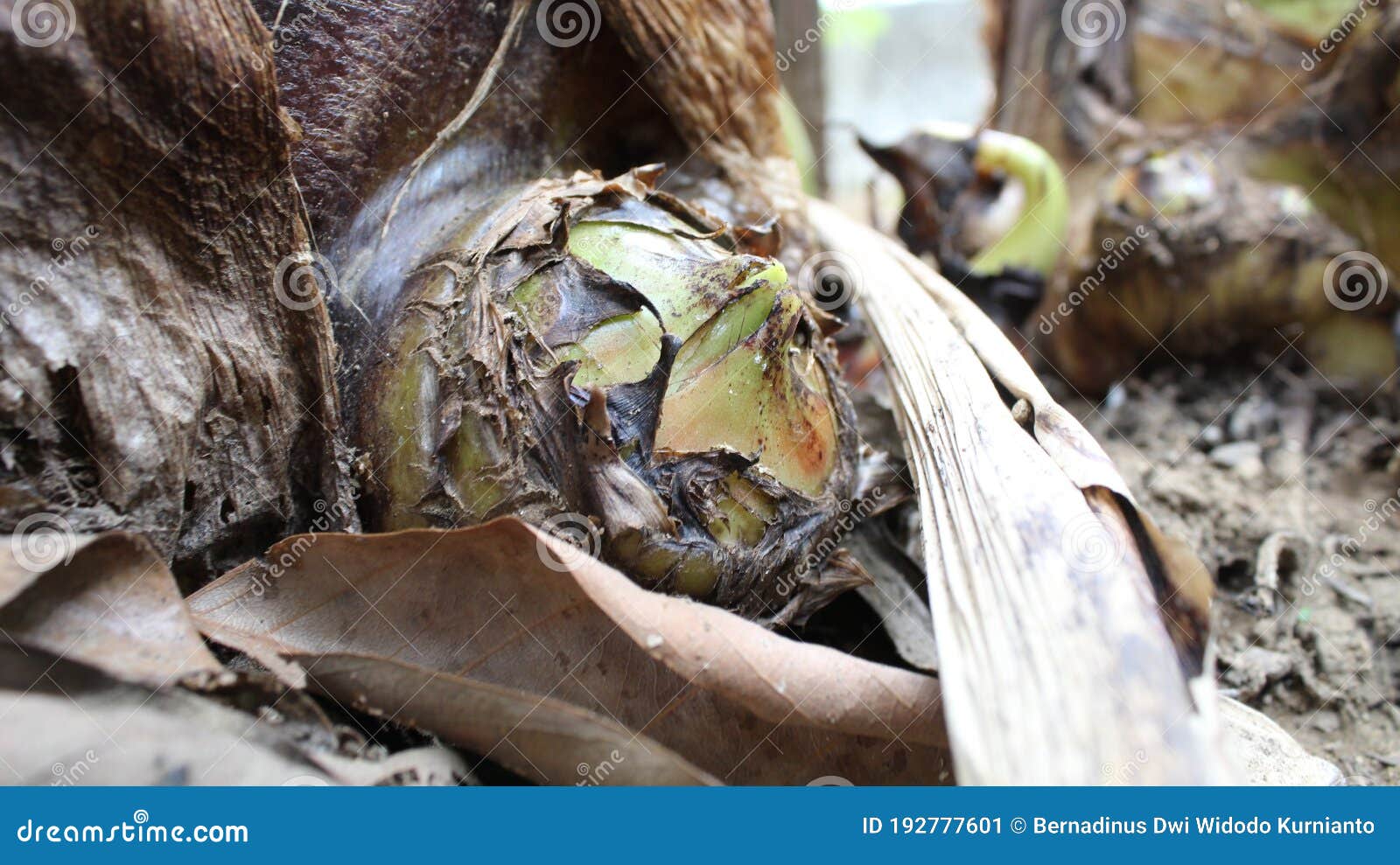 Banana tree shoots stock image. Image of summer, plantation - 192777601