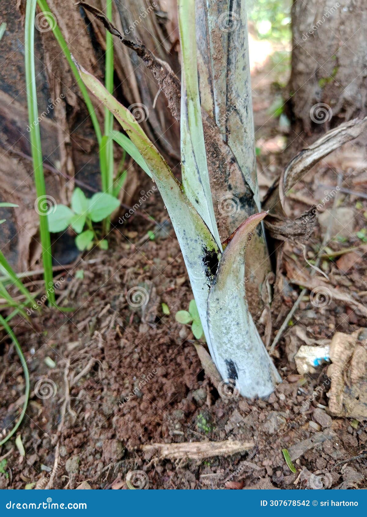Banana tree shoots stock photo. Image of banana, budding - 307678542