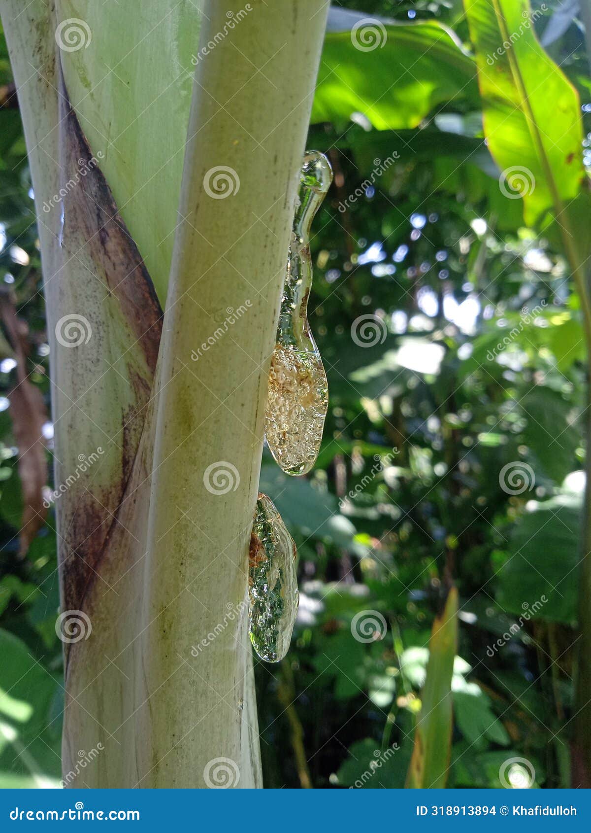 Banana tree slime stock photo. Image of clear, banana - 318913894
