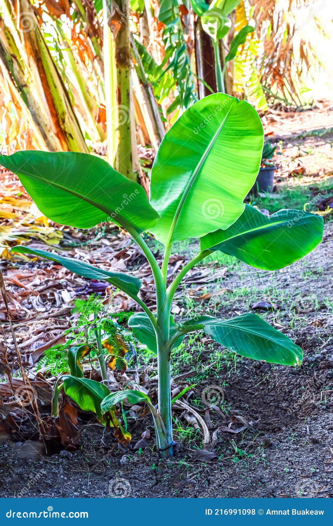 Banana Tree Small, Banana Farm Stock Photo - Image of farm, banana ...