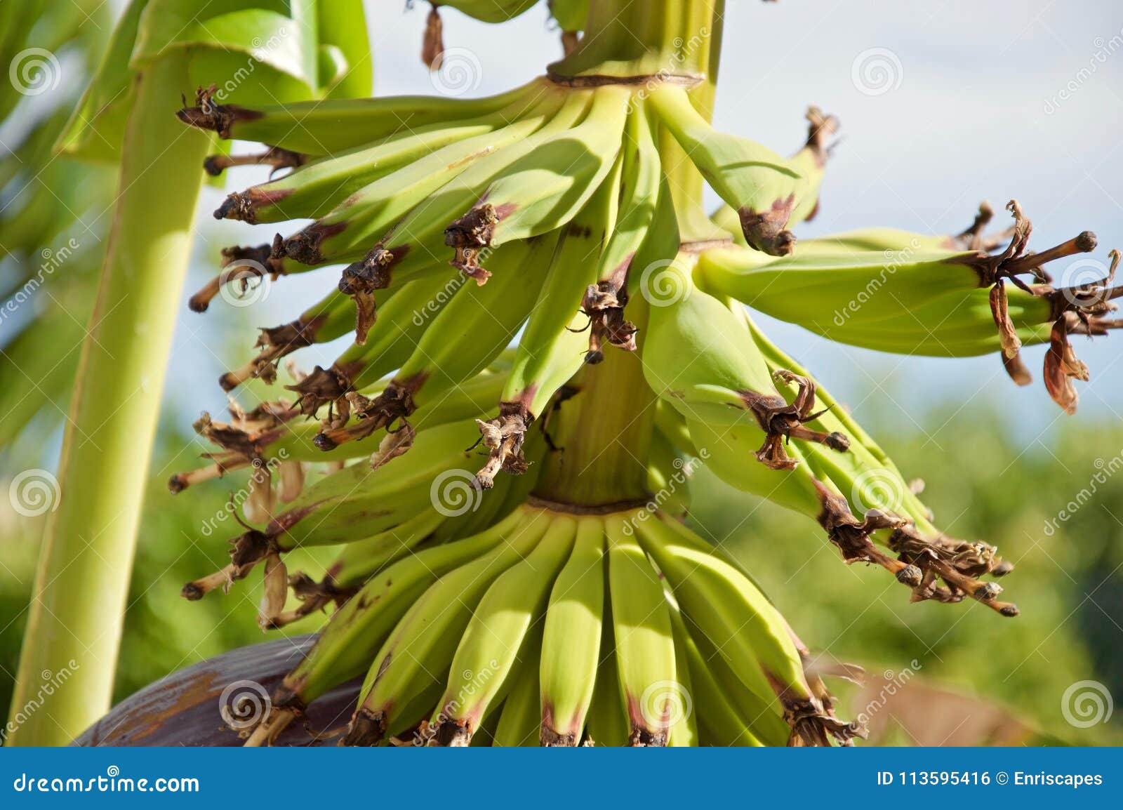 Banana tree in spring stock photo. Image of leaf, yellow - 113595416