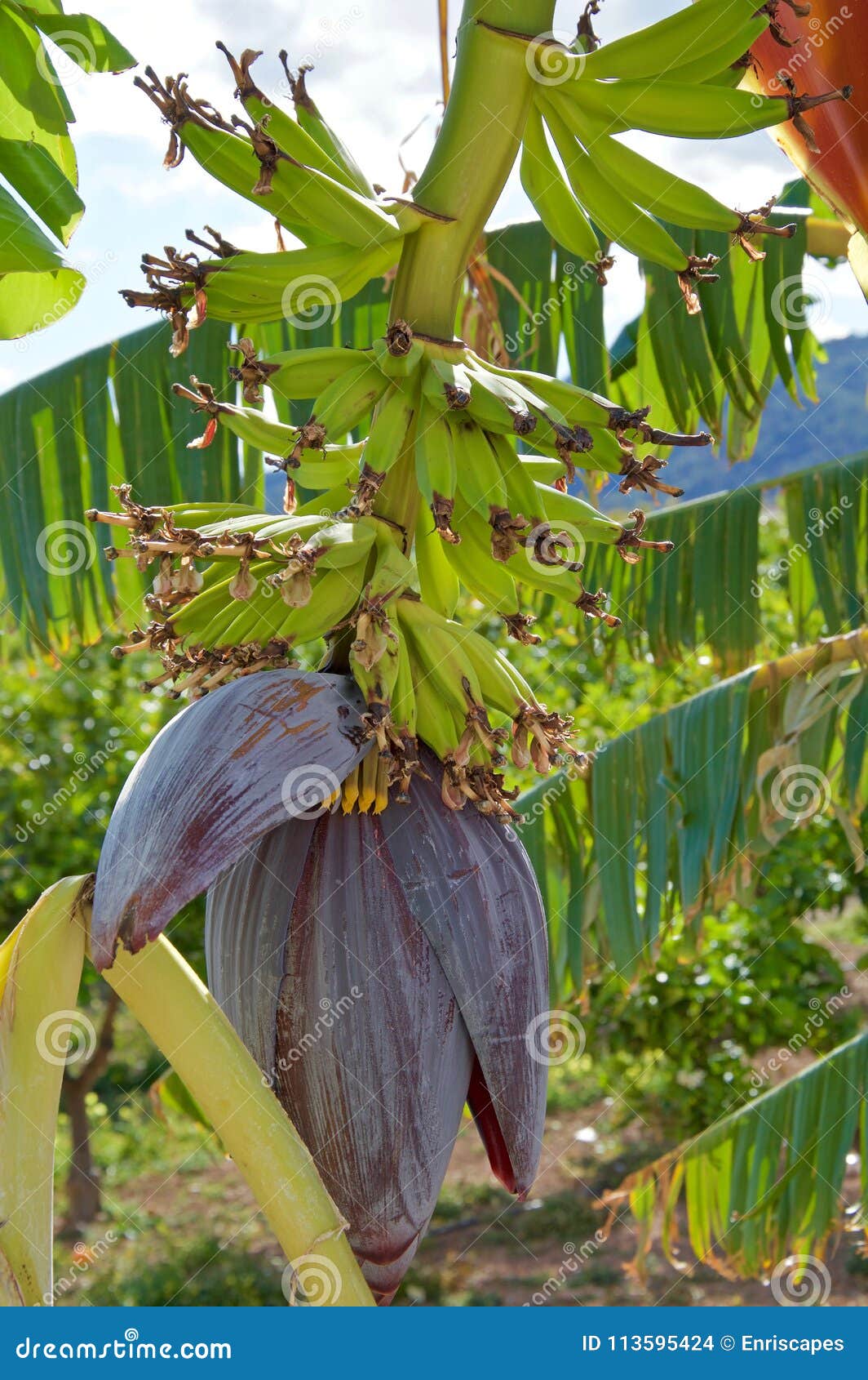 Banana tree in spring stock photo. Image of fresh, plant - 113595424