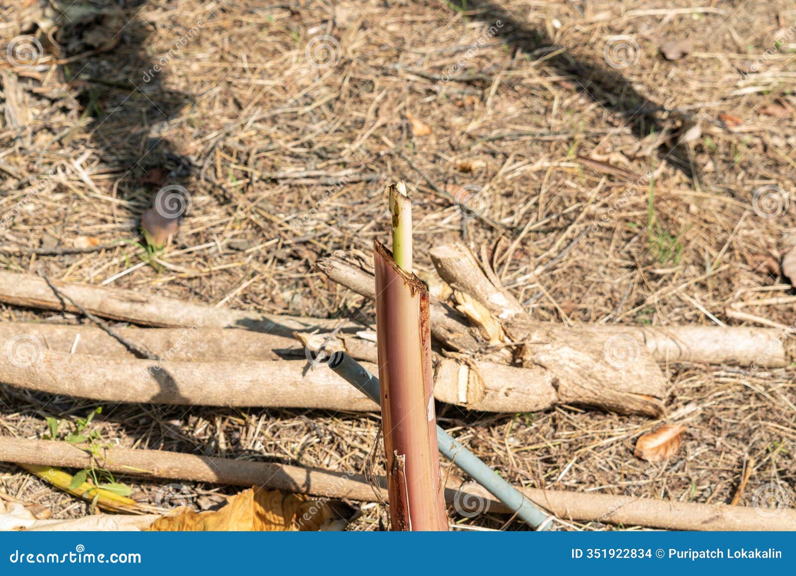 Banana tree stump stock photo. Image of sprouted, plant - 351922834