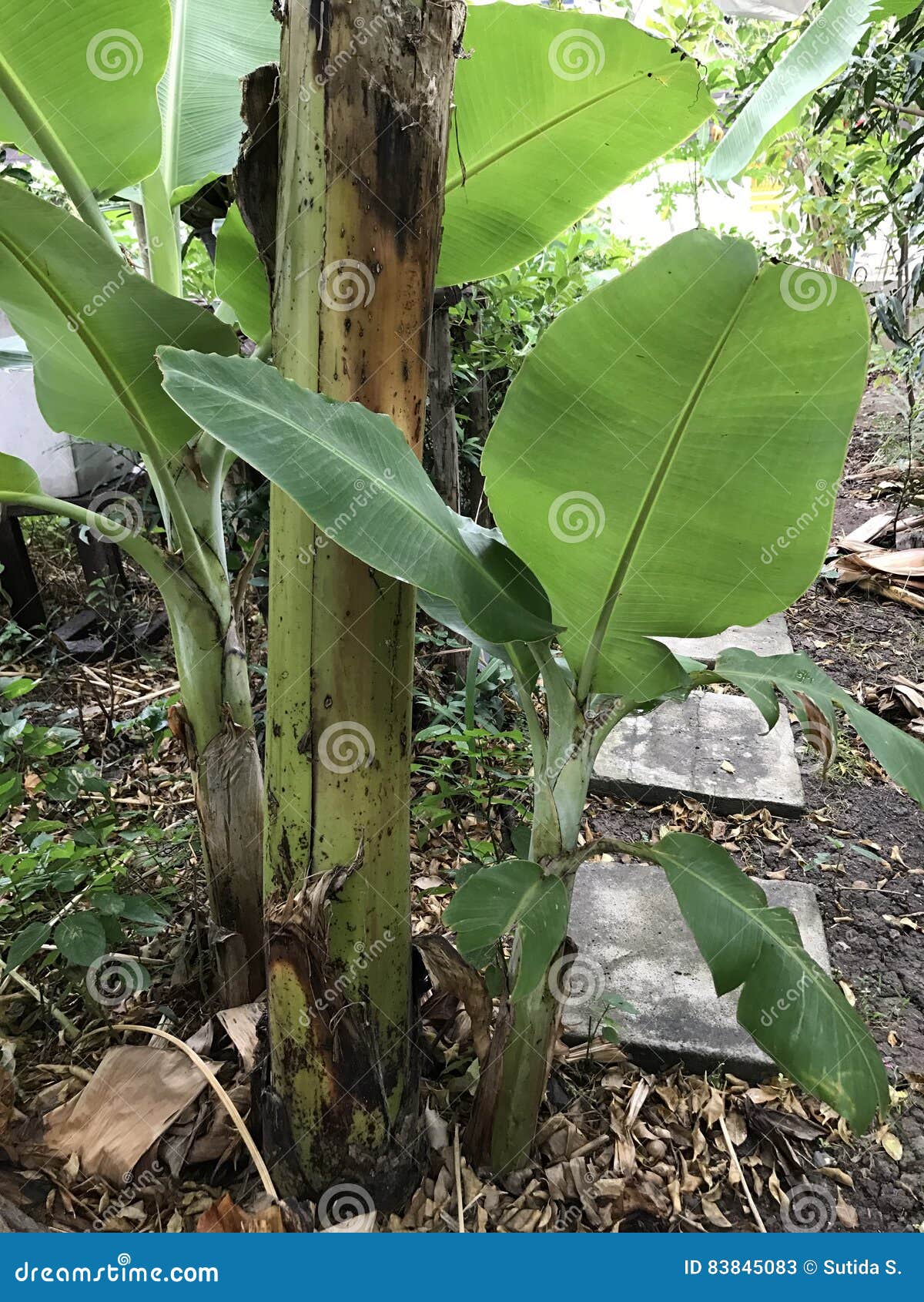 Banana tree stock image. Image of plant, suckers, agriculture - 83845083
