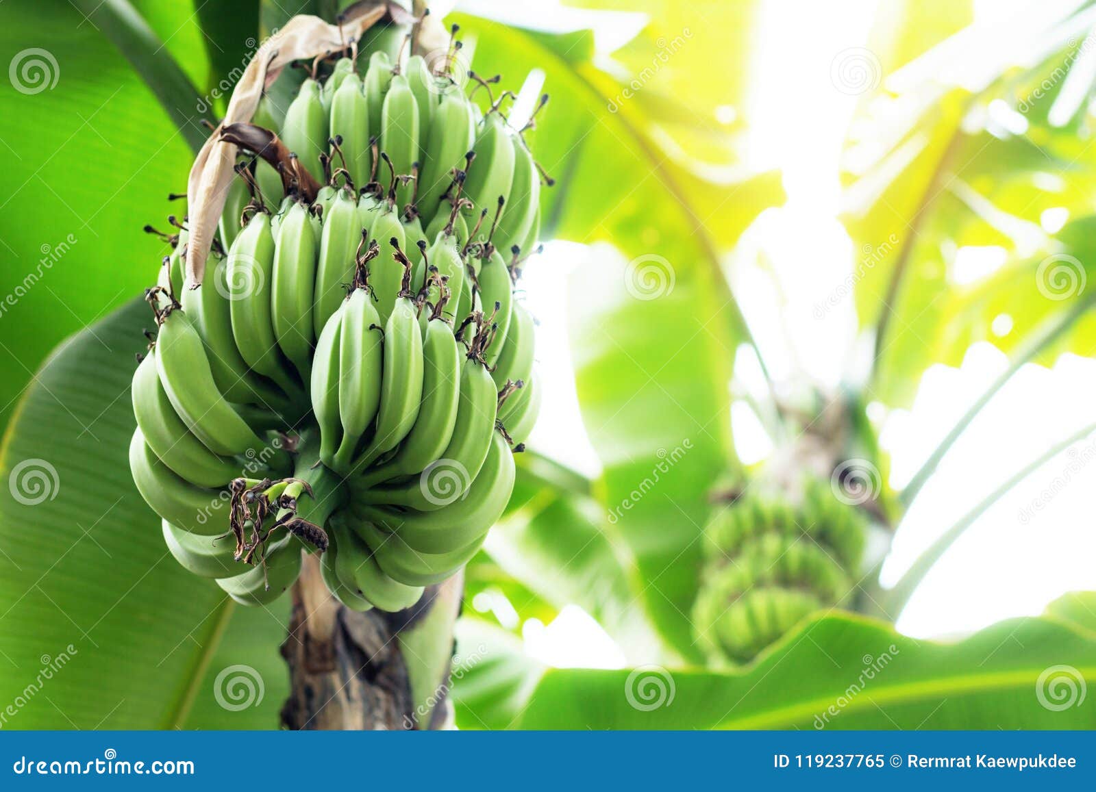 Banana on tree. stock image. Image of fresh, green, fruit - 119237765