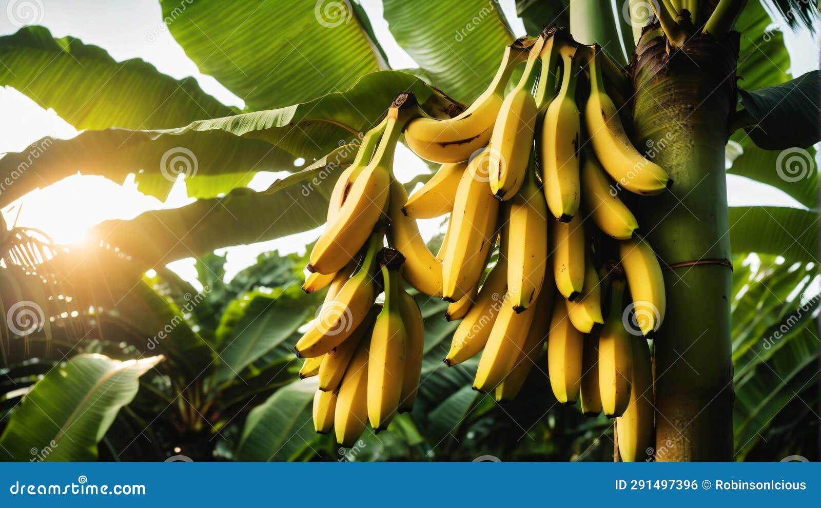 Banana on a Tree with Sunset. Realistic High Resolution Illustration ...