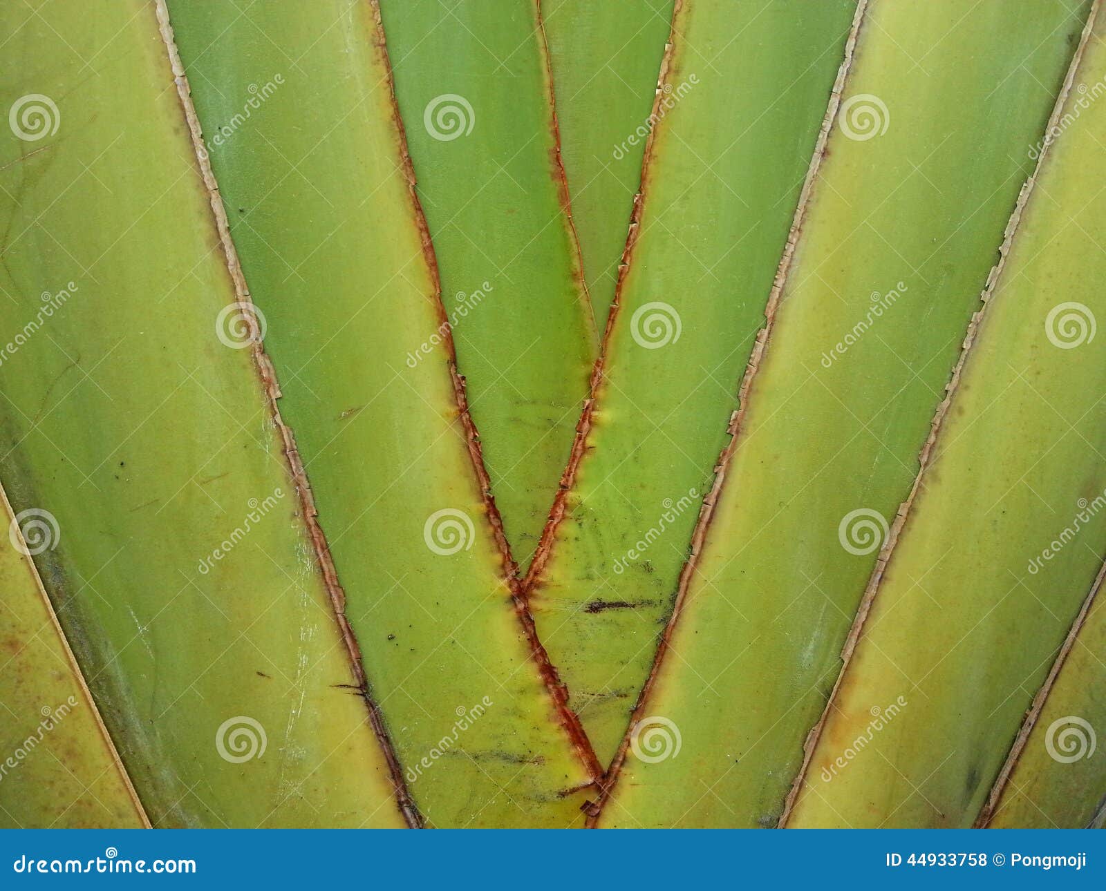 Banana tree texture stock photo. Image of nature, wallpaper - 44933758