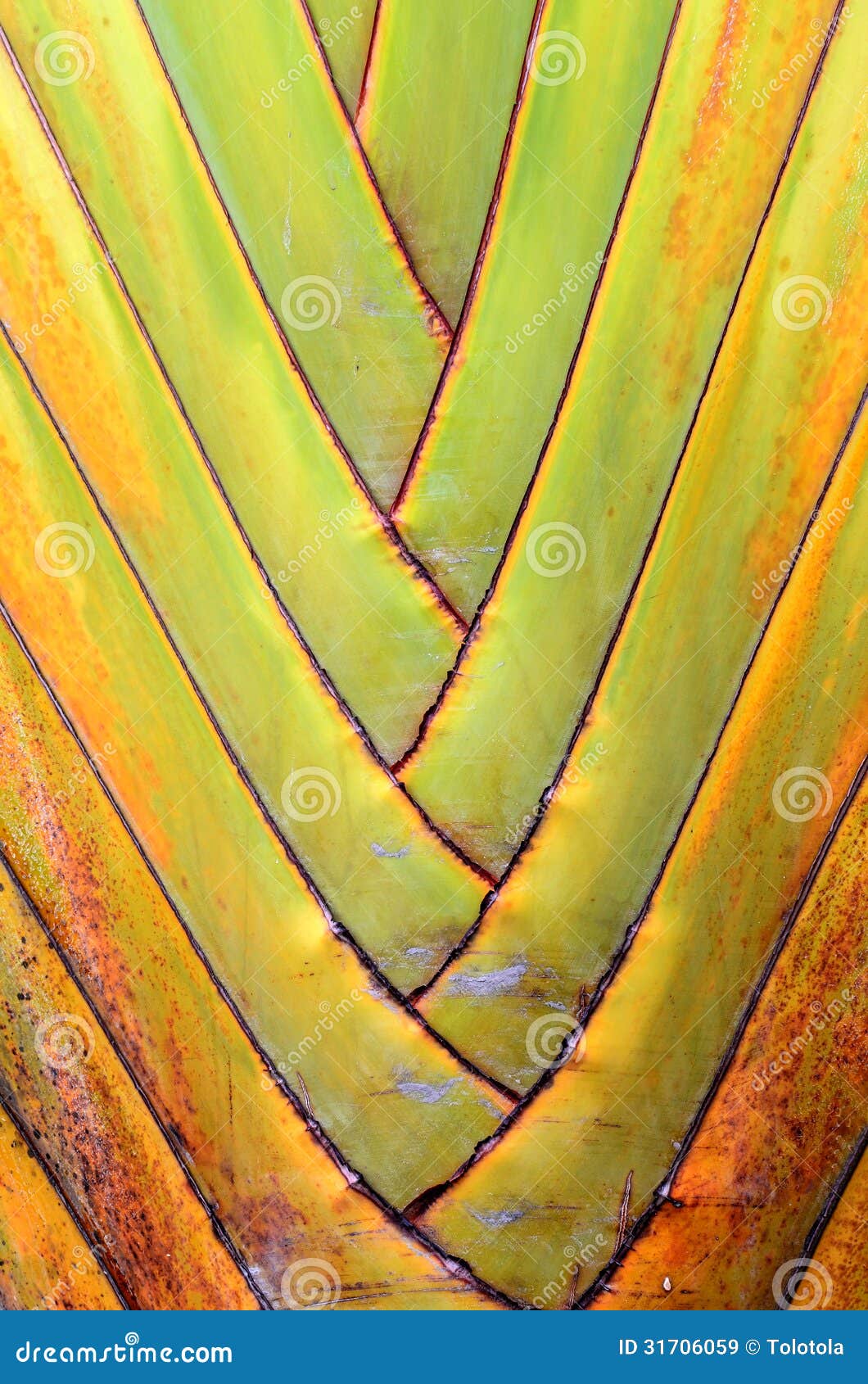Banana tree texture stock image. Image of growth, natural - 31706059