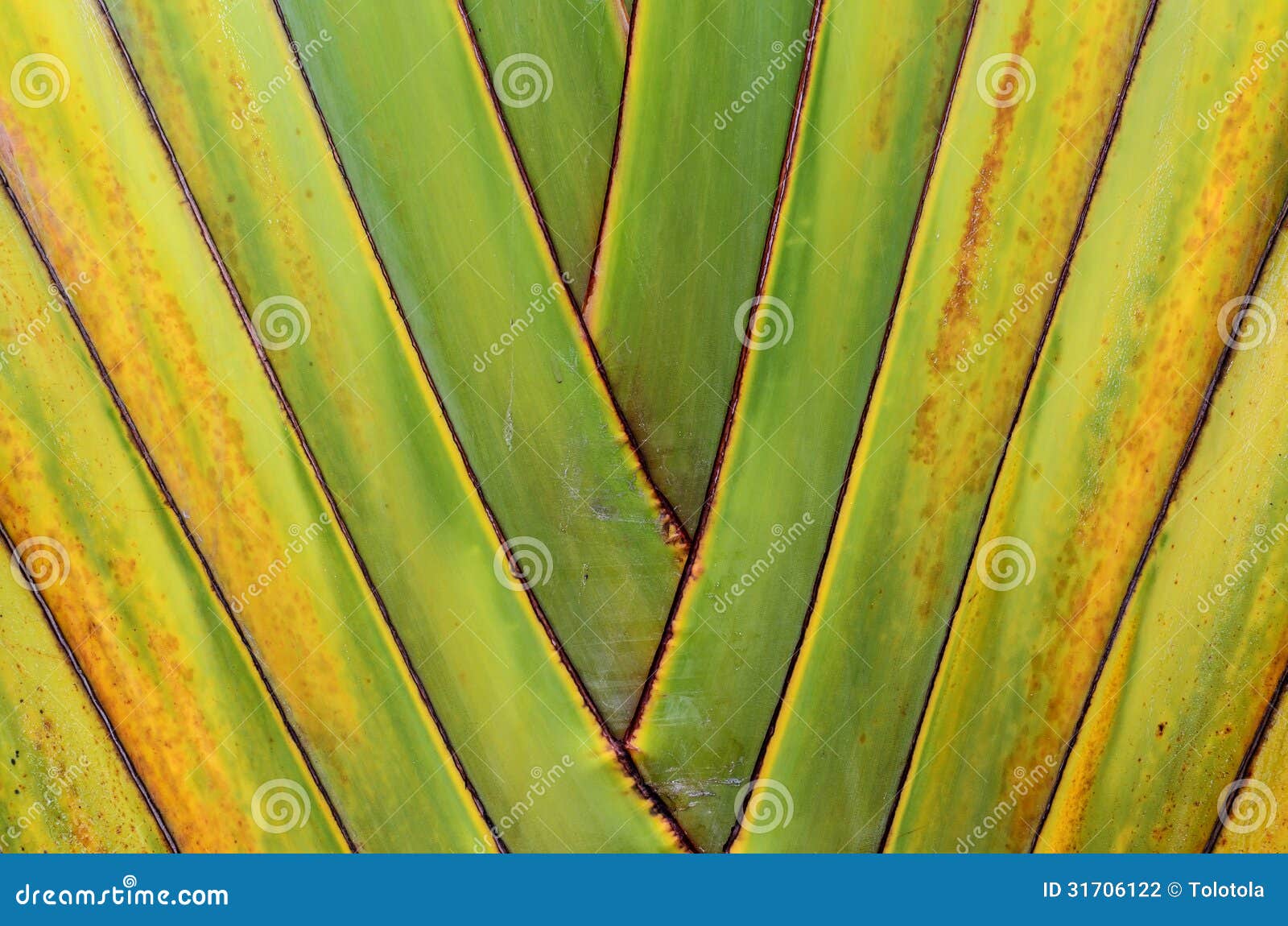 Banana tree texture stock photo. Image of large, color - 31706122