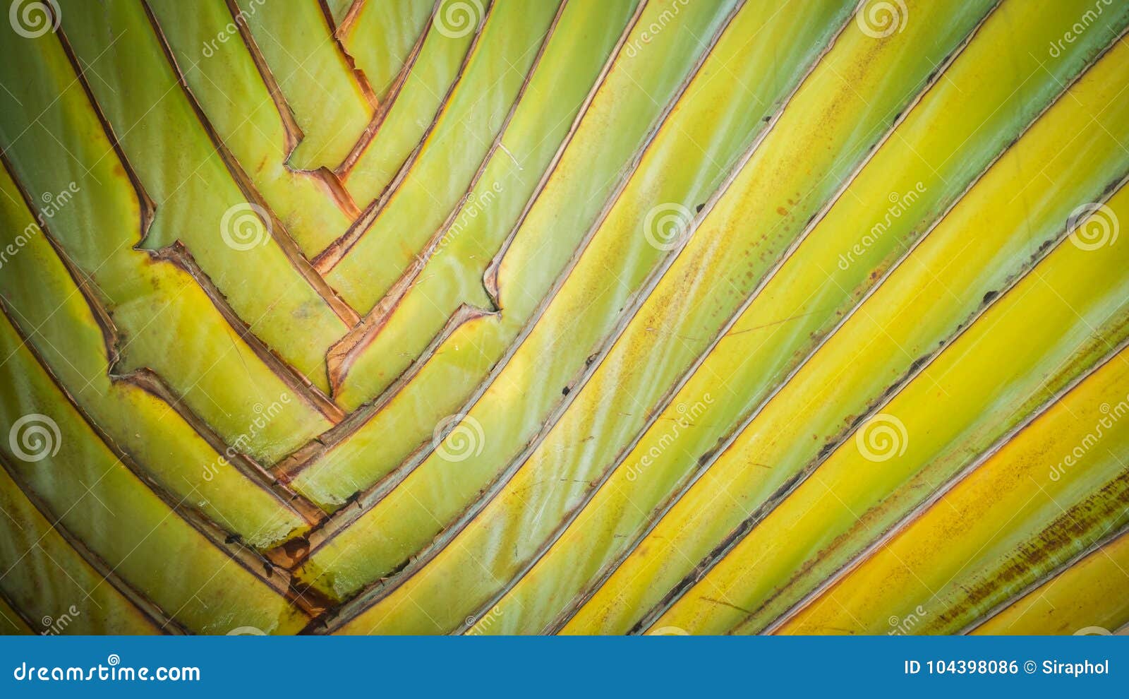 Banana tree textures stock photo. Image of plant, backdrop - 104398086