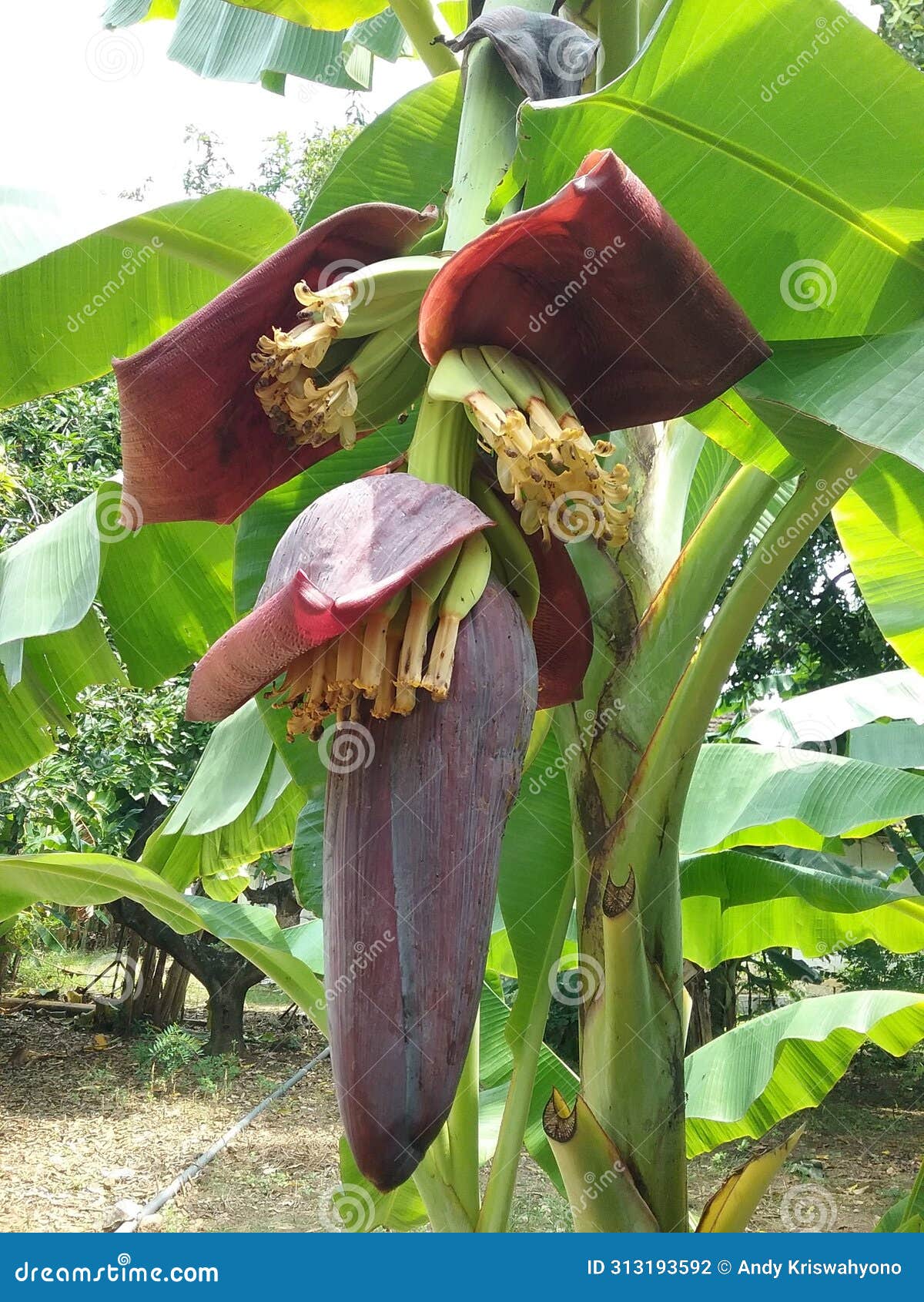 Banana Tree with Three Cloves that Have Emerged from the Flower. Stock ...