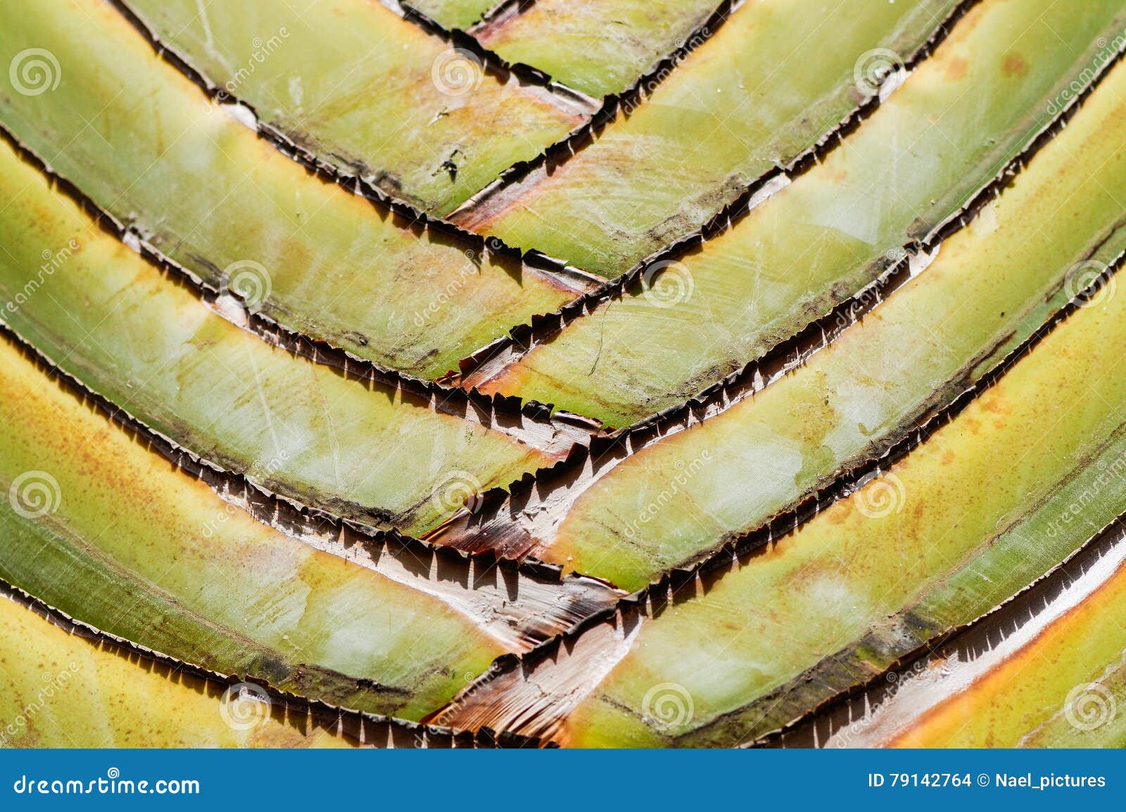 Banana tree trunk stock photo. Image of macro, trunk - 79142764