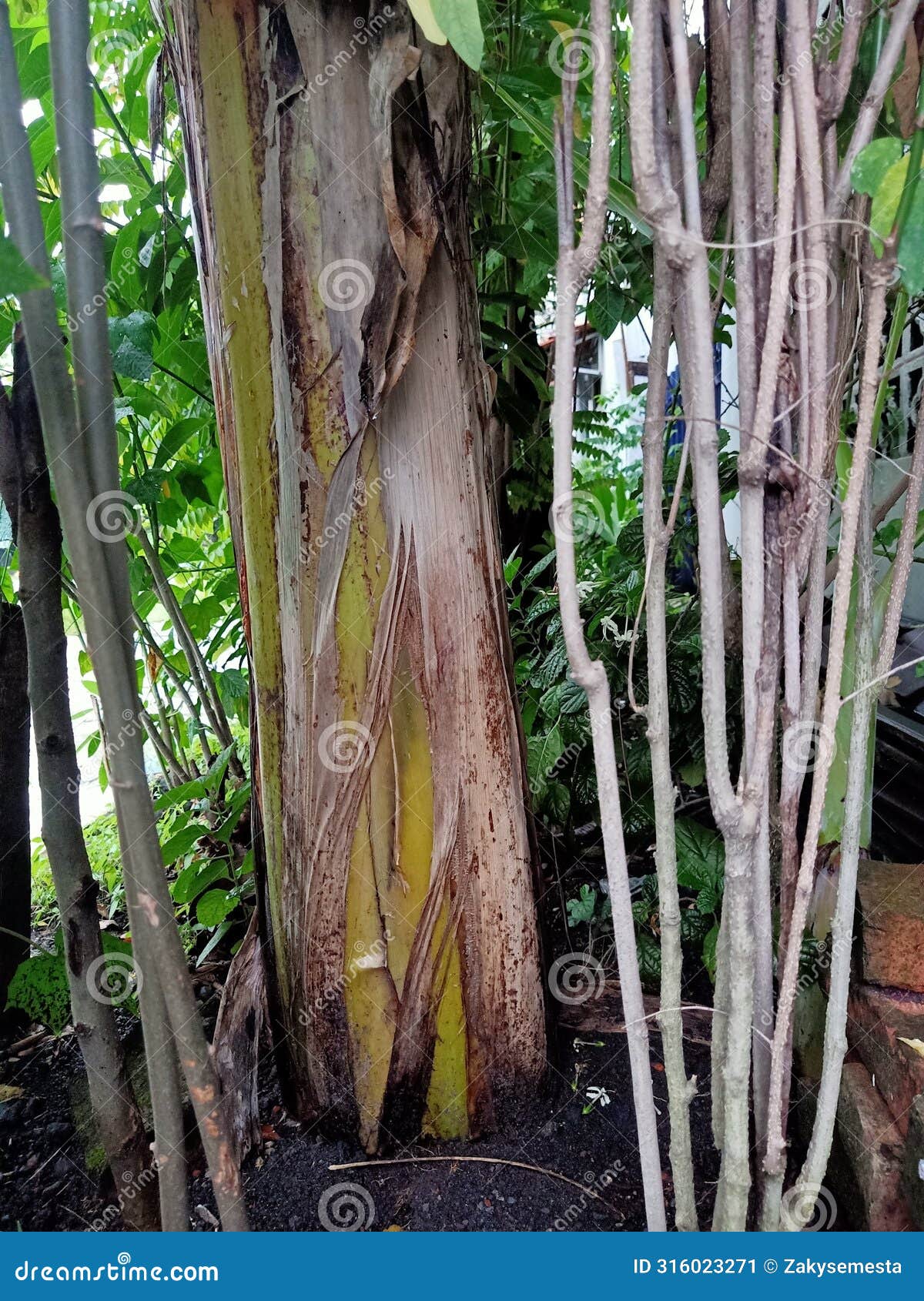 Banana Tree Trunk Grows Alone Stock Image - Image of plant, tree: 316023271