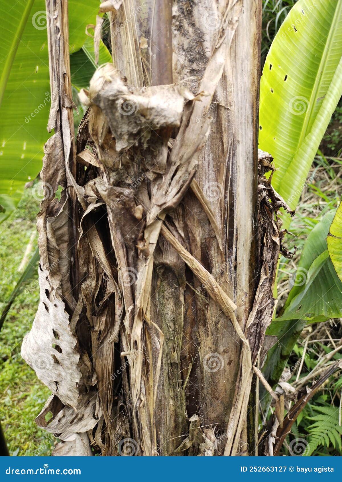Banana Tree Trunk, Which is Getting Old Stock Image - Image of banana ...